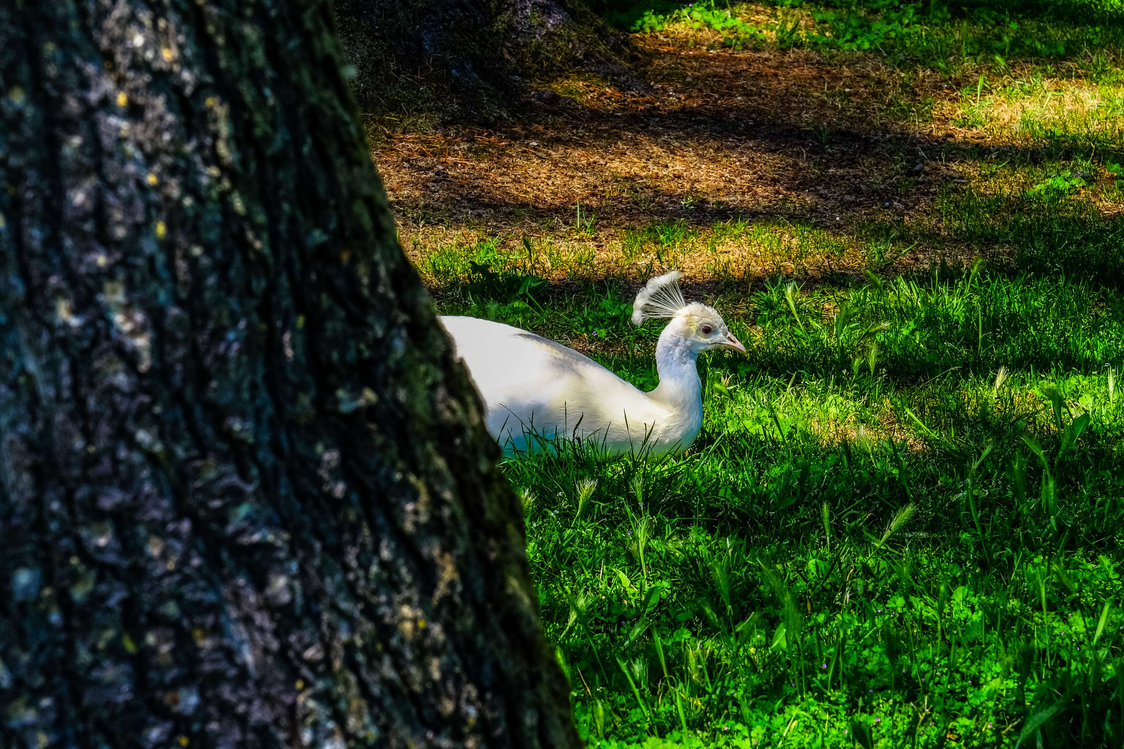 Wildlife Environment Wallpapers - Wallpaper Cave