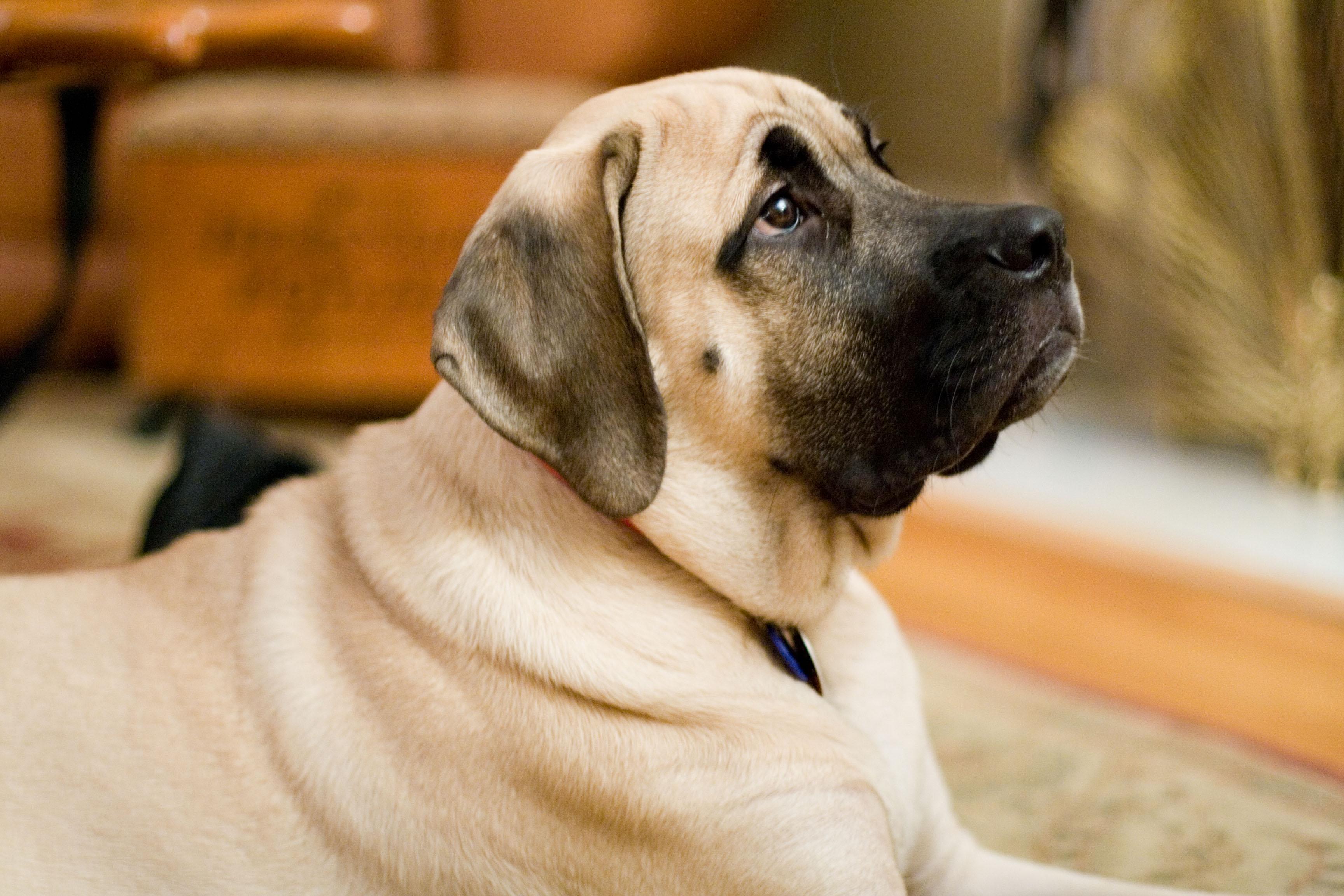 Lab Mastiff Wallpapers - Wallpaper Cave