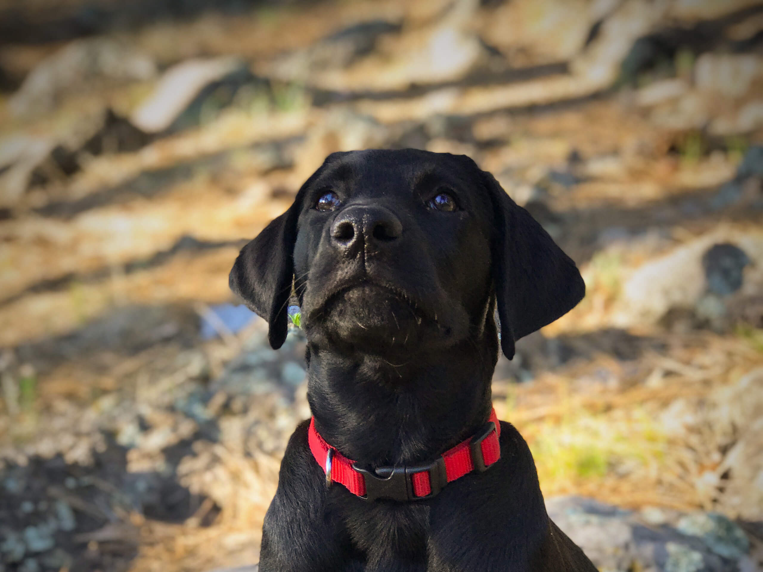 Lab Mastiff Wallpapers - Wallpaper Cave