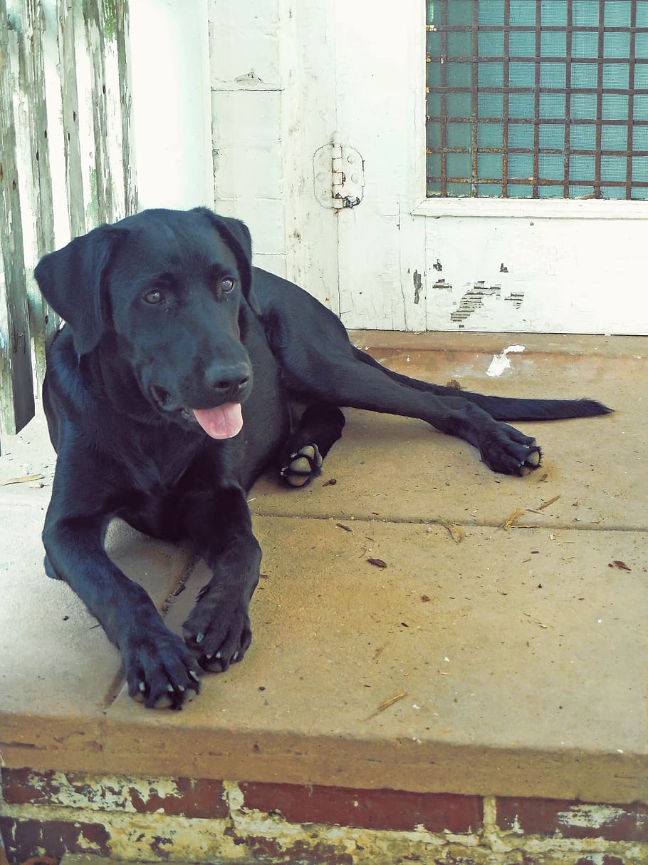 Lab Mastiff Wallpapers - Wallpaper Cave