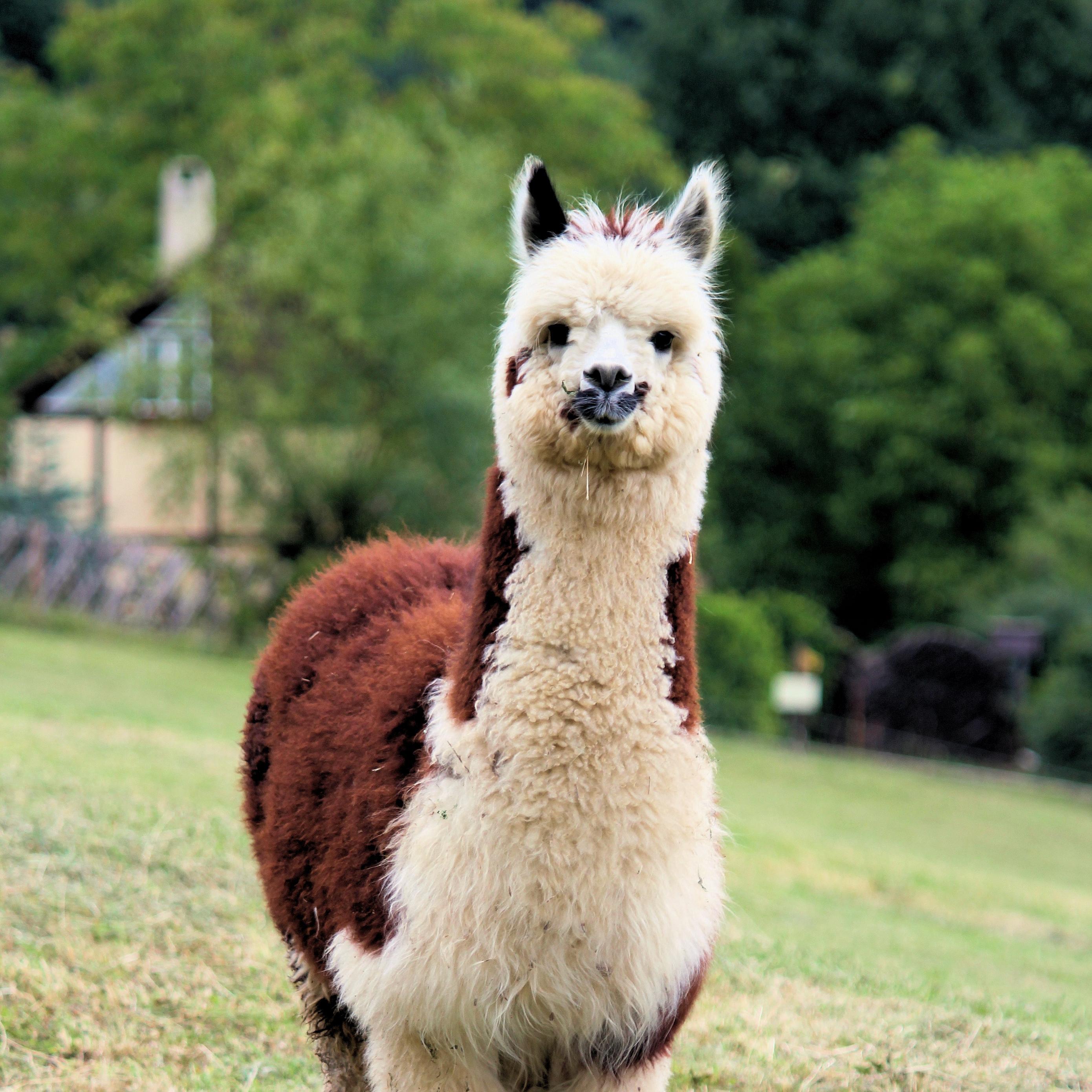 Cute Llama Wallpapers Wallpaper Cave Cute Llama Wallpapers Wallpaper Cave