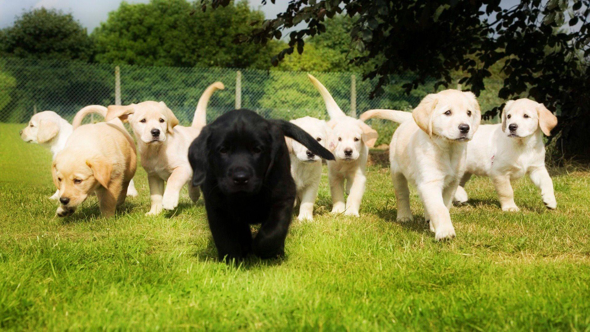 Labrador Retriever Desktop Wallpapers - Wallpaper Cave