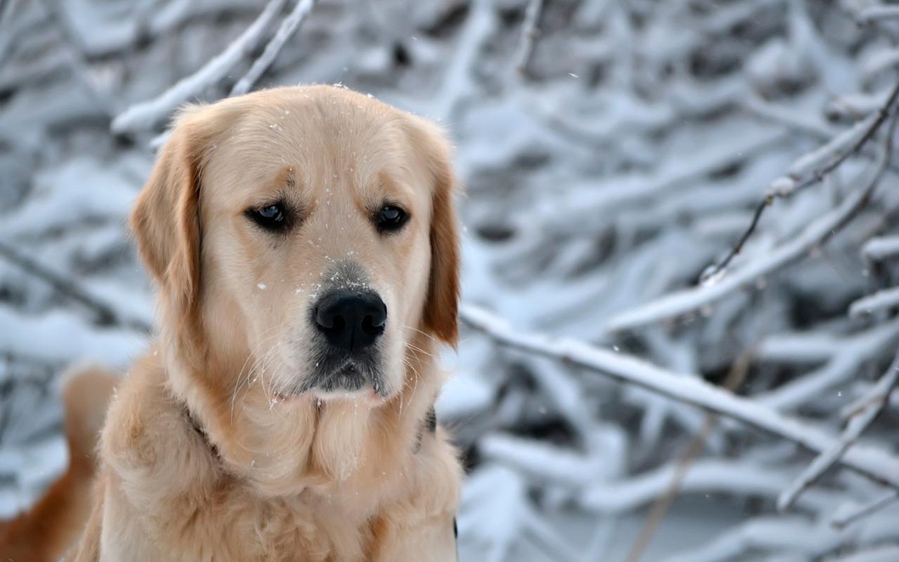 Labrador Retriever Desktop Wallpapers - Wallpaper Cave