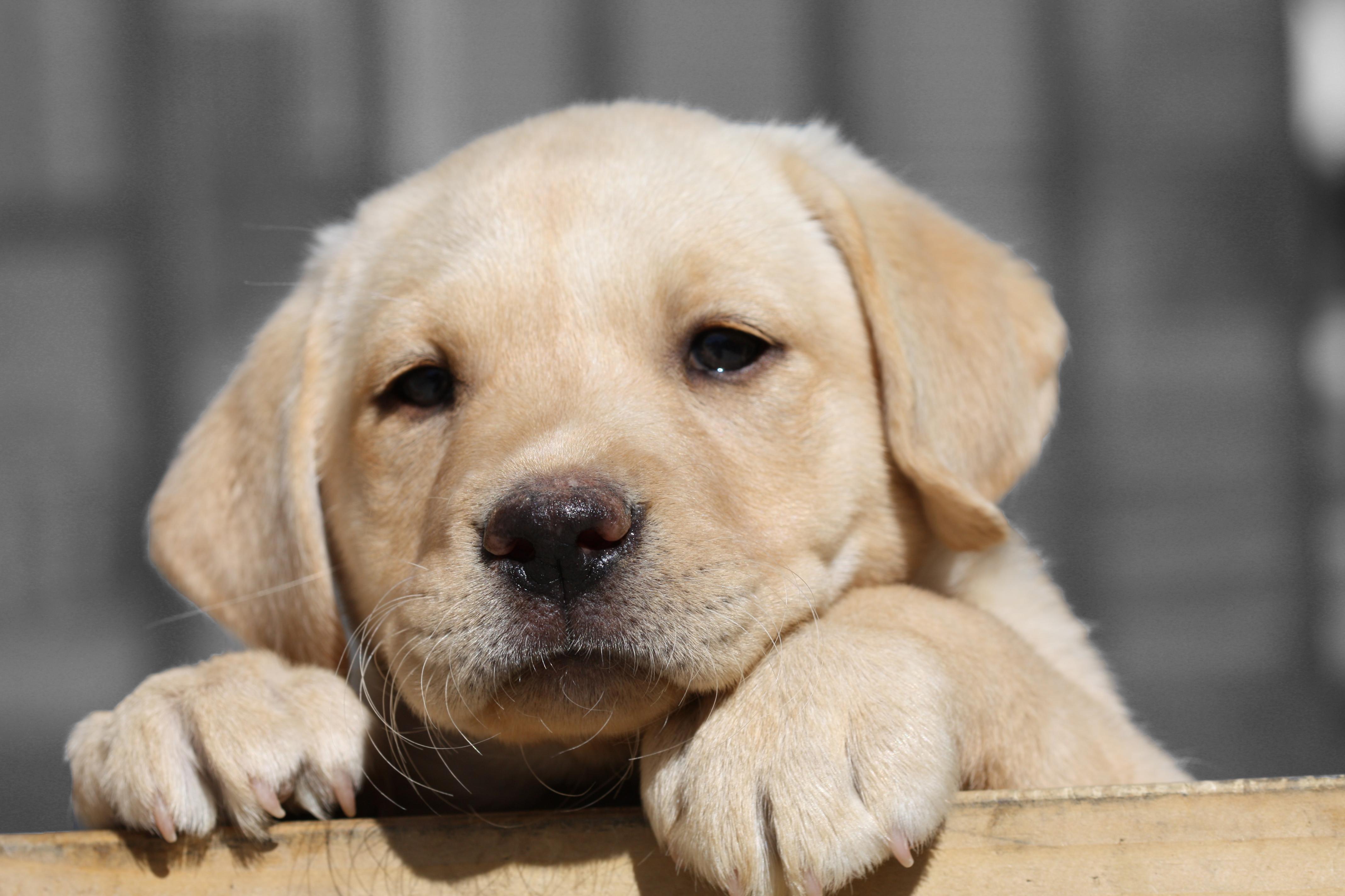 Labrador Retriever Desktop Wallpapers - Wallpaper Cave