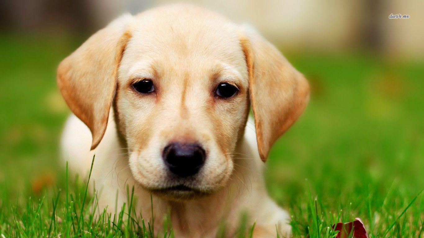 Labrador Retriever Desktop Wallpapers - Wallpaper Cave