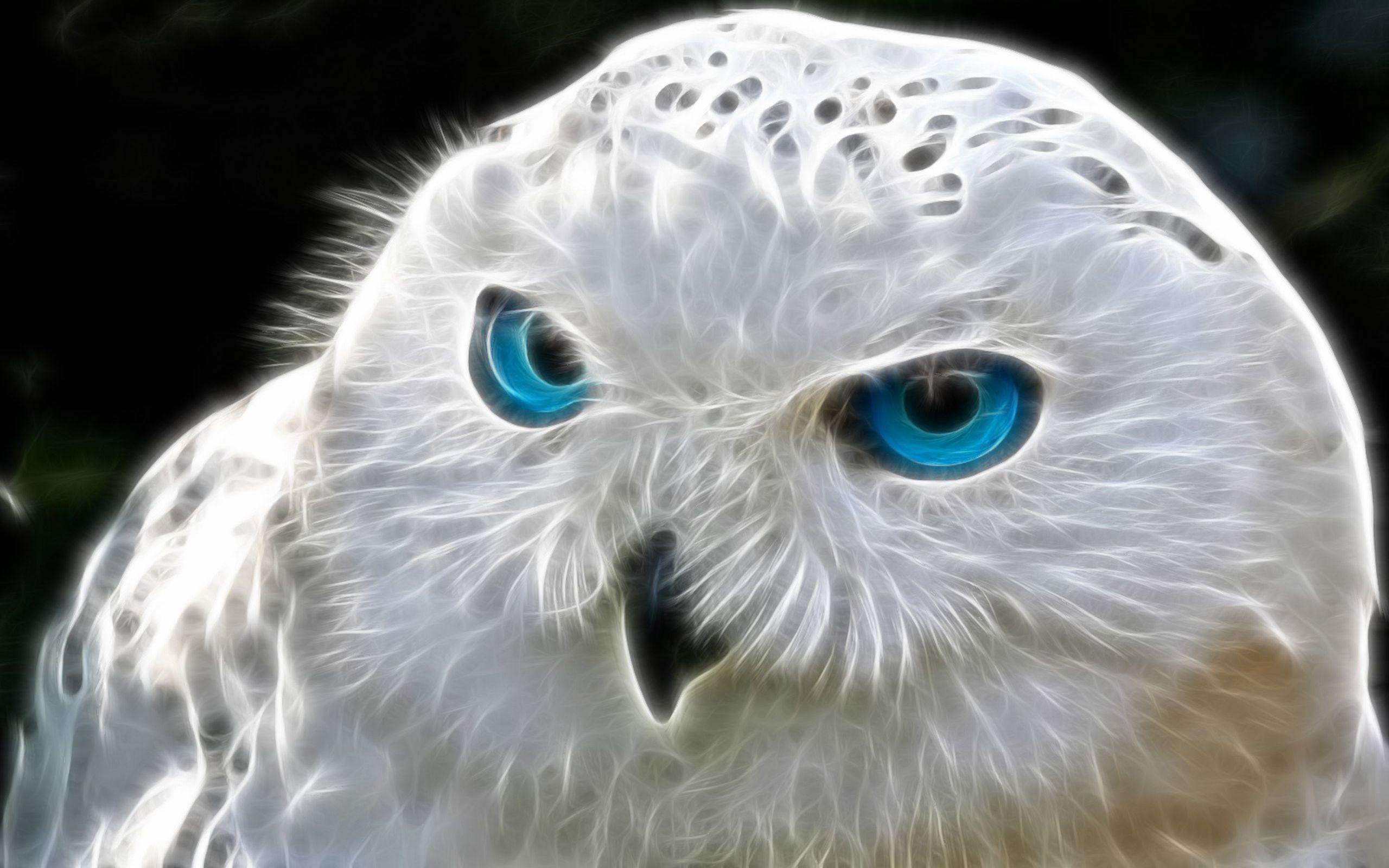 Snow Owl Wallpapers - Wallpaper Cave
