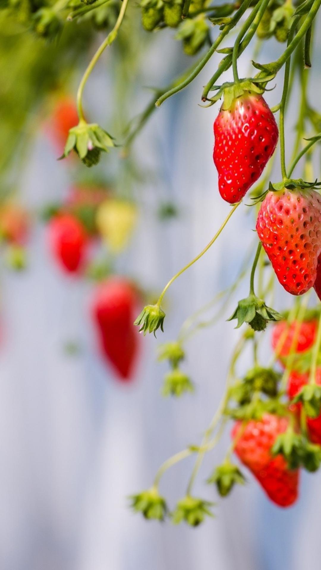 Fruit Mobile Wallpapers - Wallpaper Cave