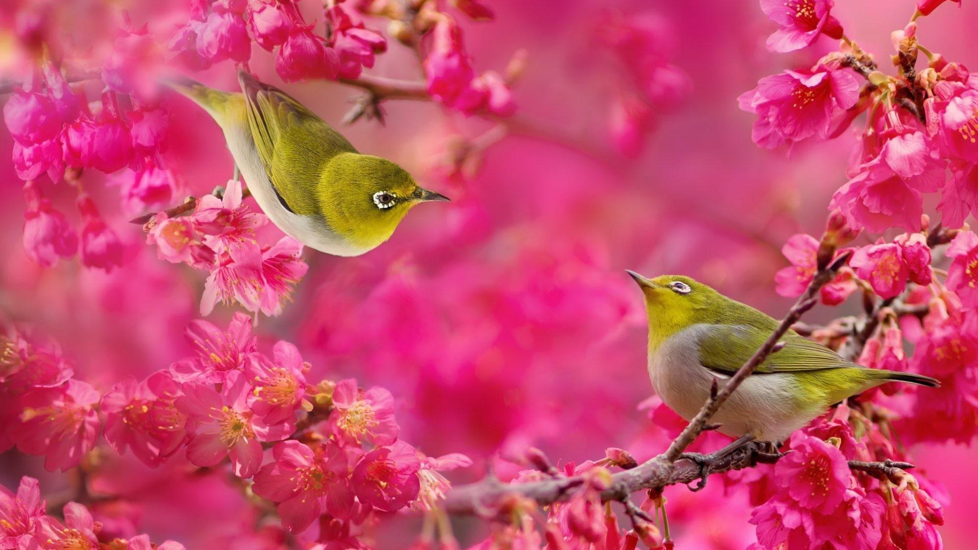 Desktop Birds Wallpapers - Wallpaper Cave