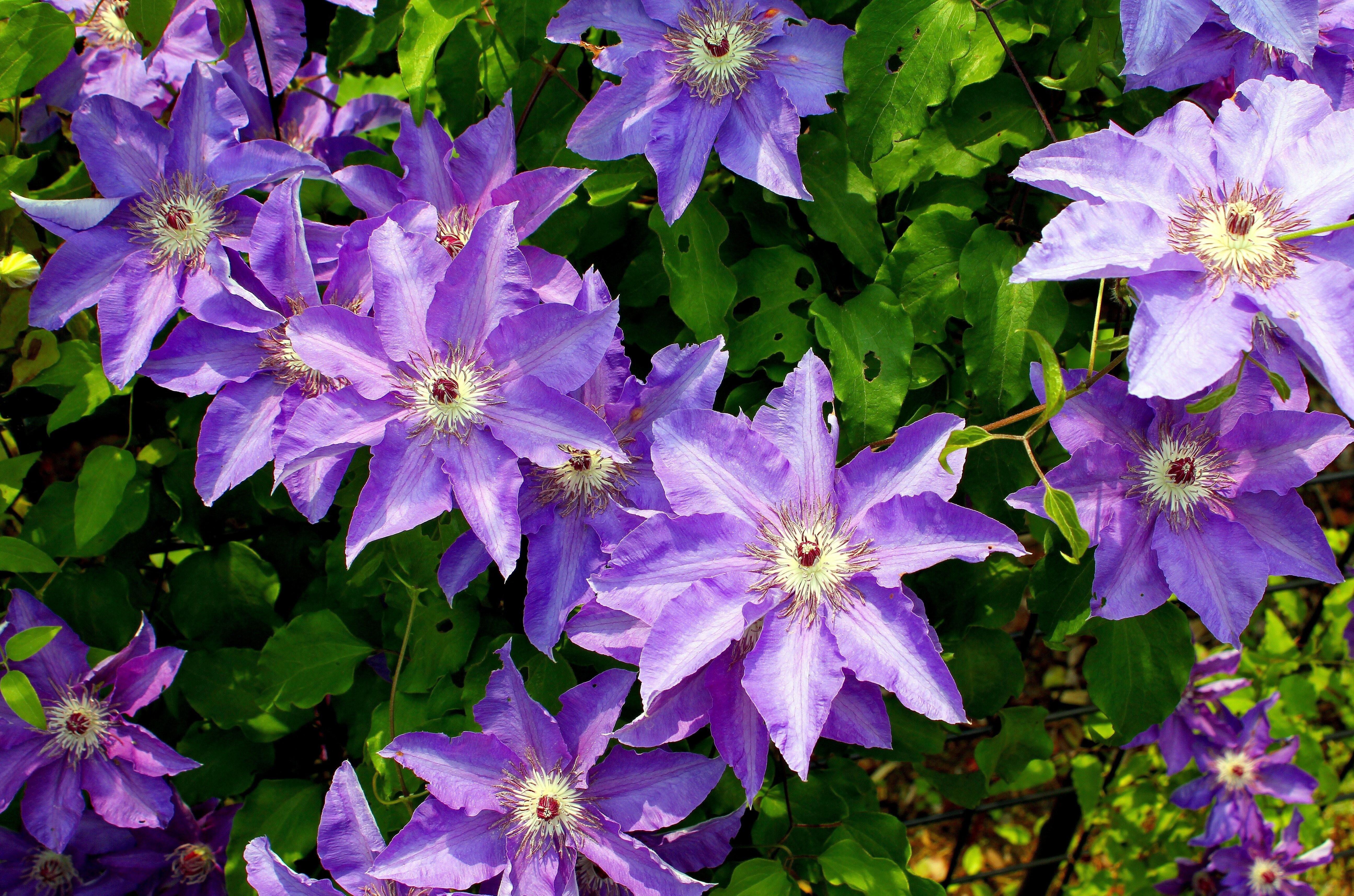 Clematis Flower Wallpapers - Wallpaper Cave