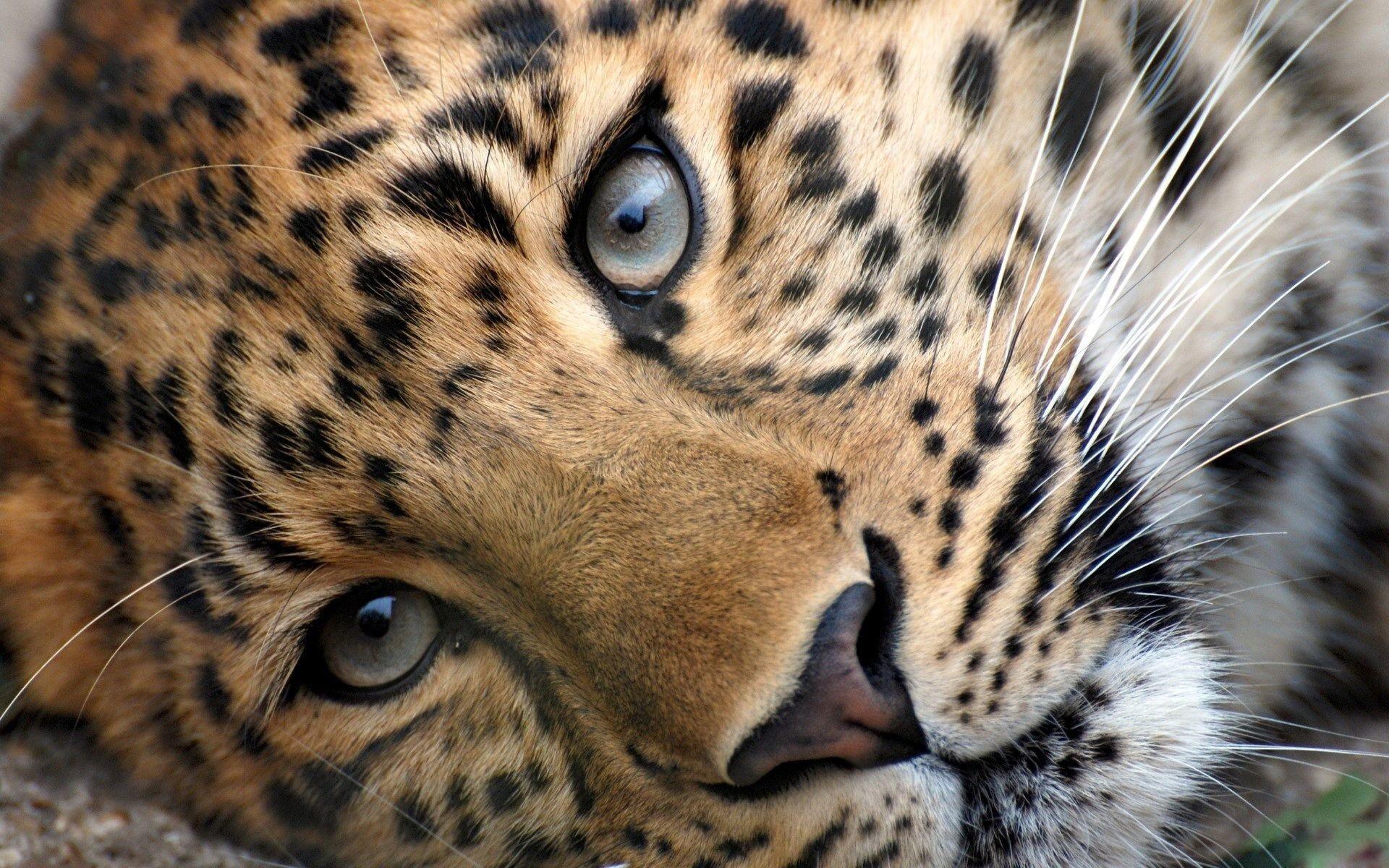 Beautiful Leopard Animal Wallpapers - Wallpaper Cave