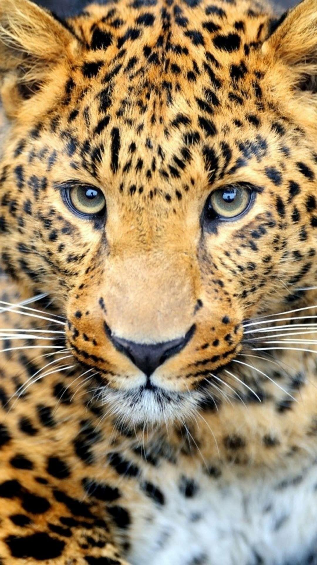 Leopard Animal Wallpapers
