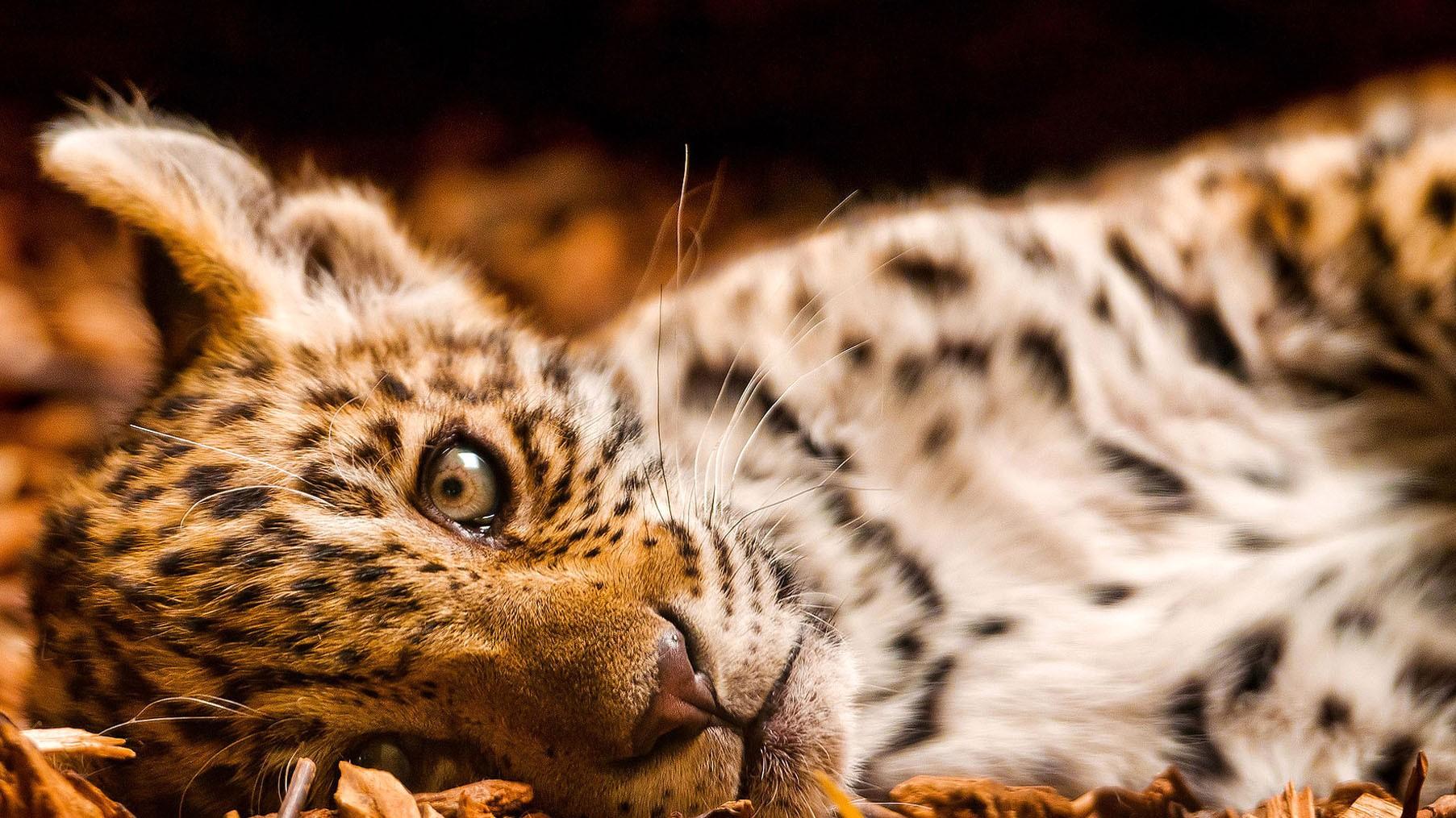 Beautiful Leopard Animal Wallpapers - Wallpaper Cave