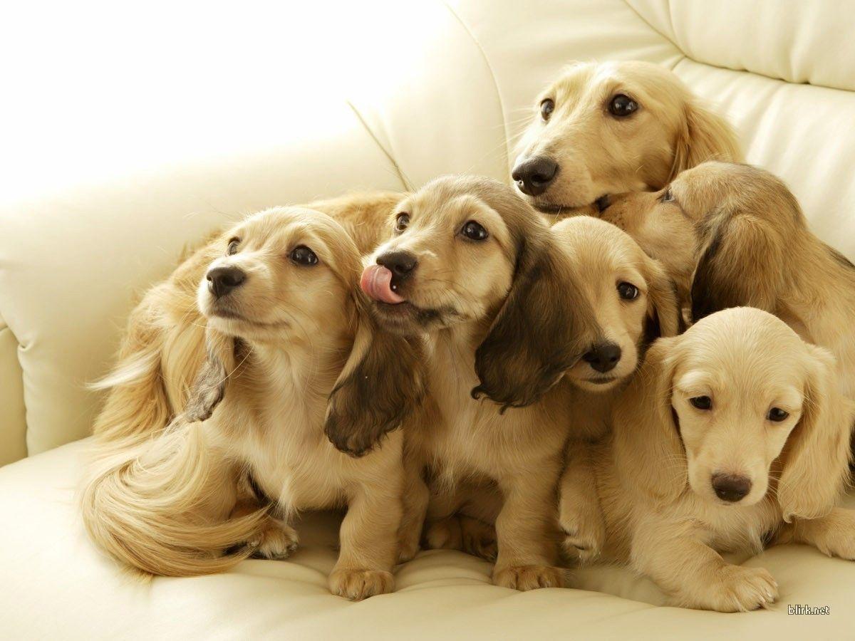 Faimly Of Dogs Wallpapers - Wallpaper Cave