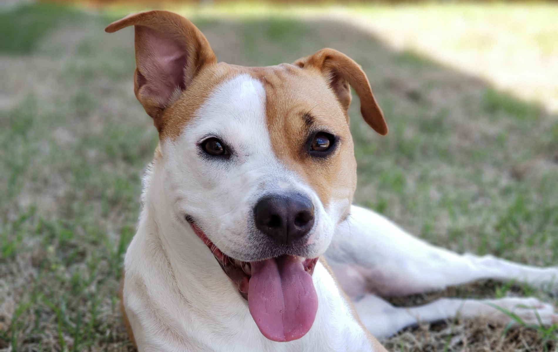 Brown Jack Russell Terrier Wallpapers - Wallpaper Cave