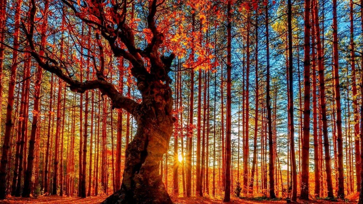 End Of Autumn Wallpapers - Wallpaper Cave