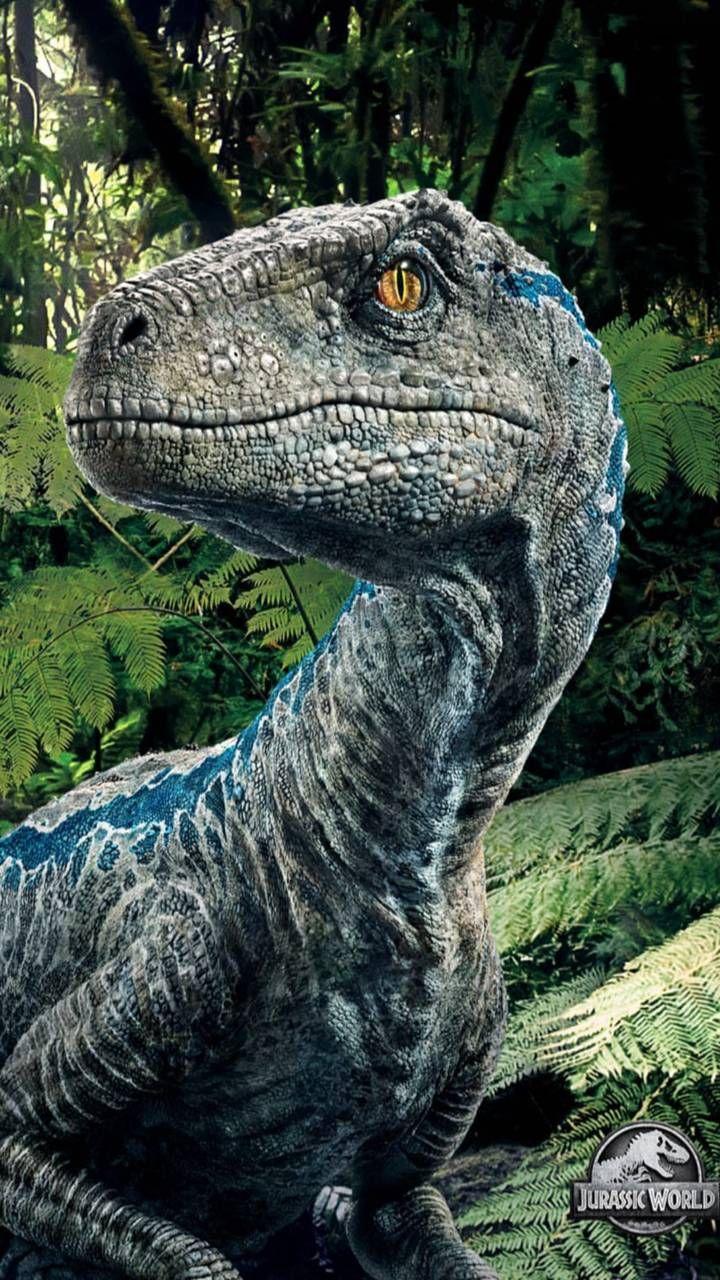 Velociraptor Blue Wallpapers Wallpaper Cave