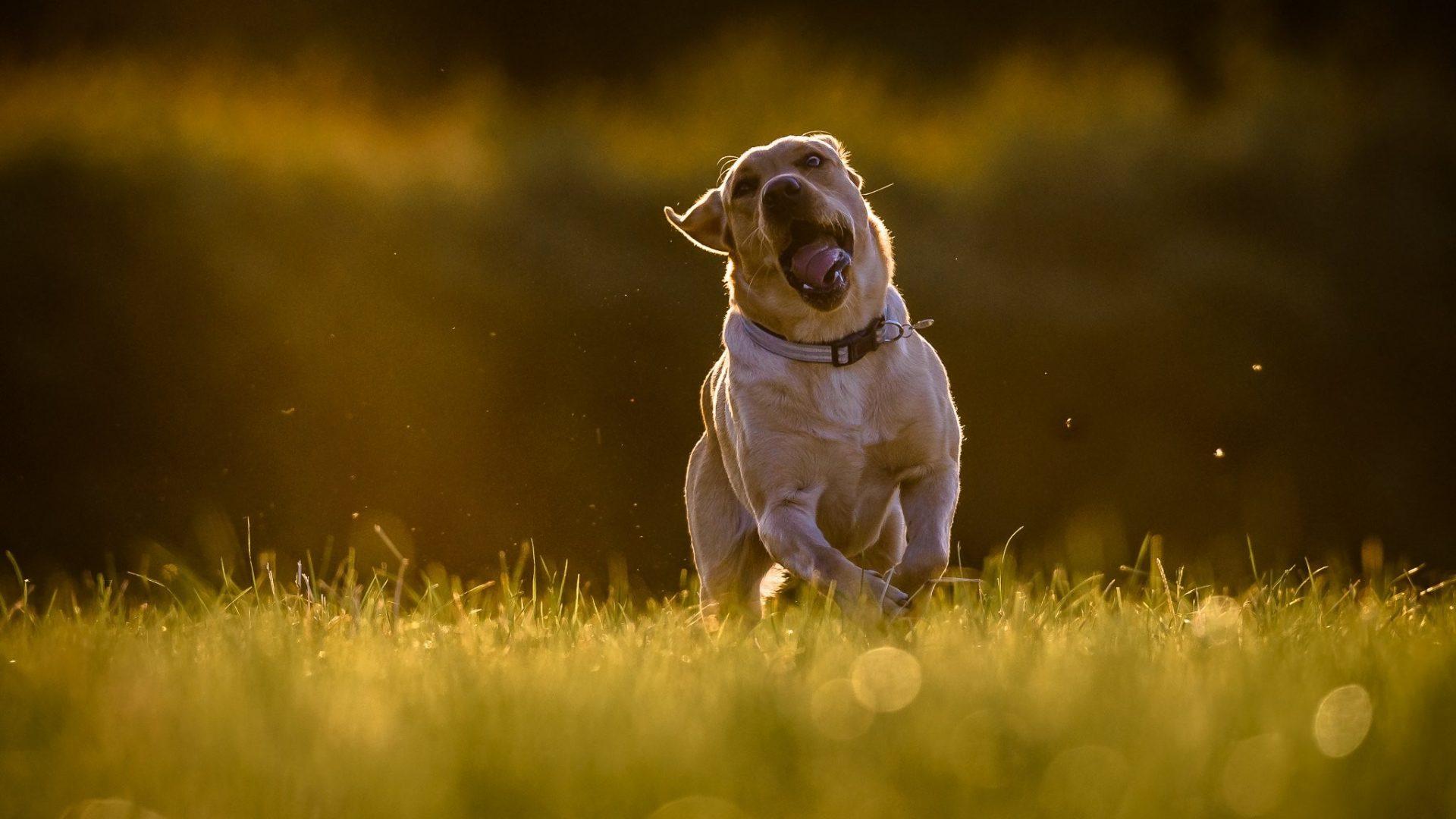Labrador Desktop HD Wallpapers - Wallpaper Cave