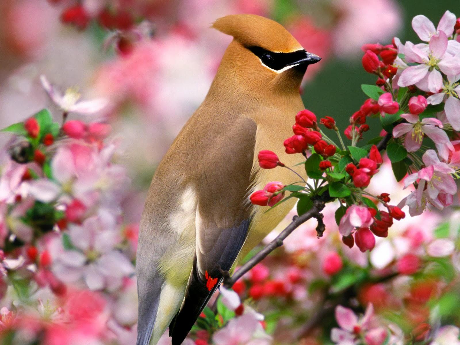 Bird With Flowers Wallpapers Wallpaper Cave Bird With Flowers Wallpapers Wallpaper Cave