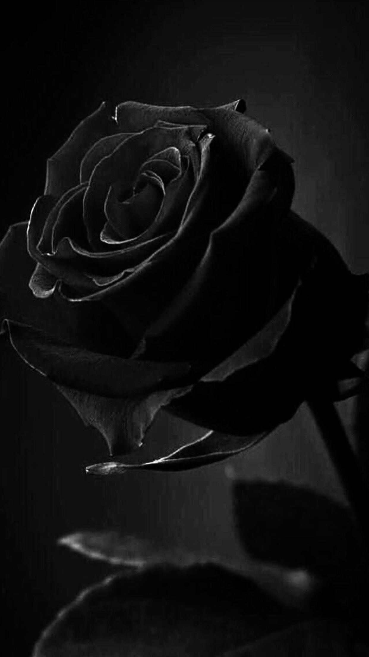 Rose Black And White Aesthetic Wallpaper Black Aesthetic Wallpaper 