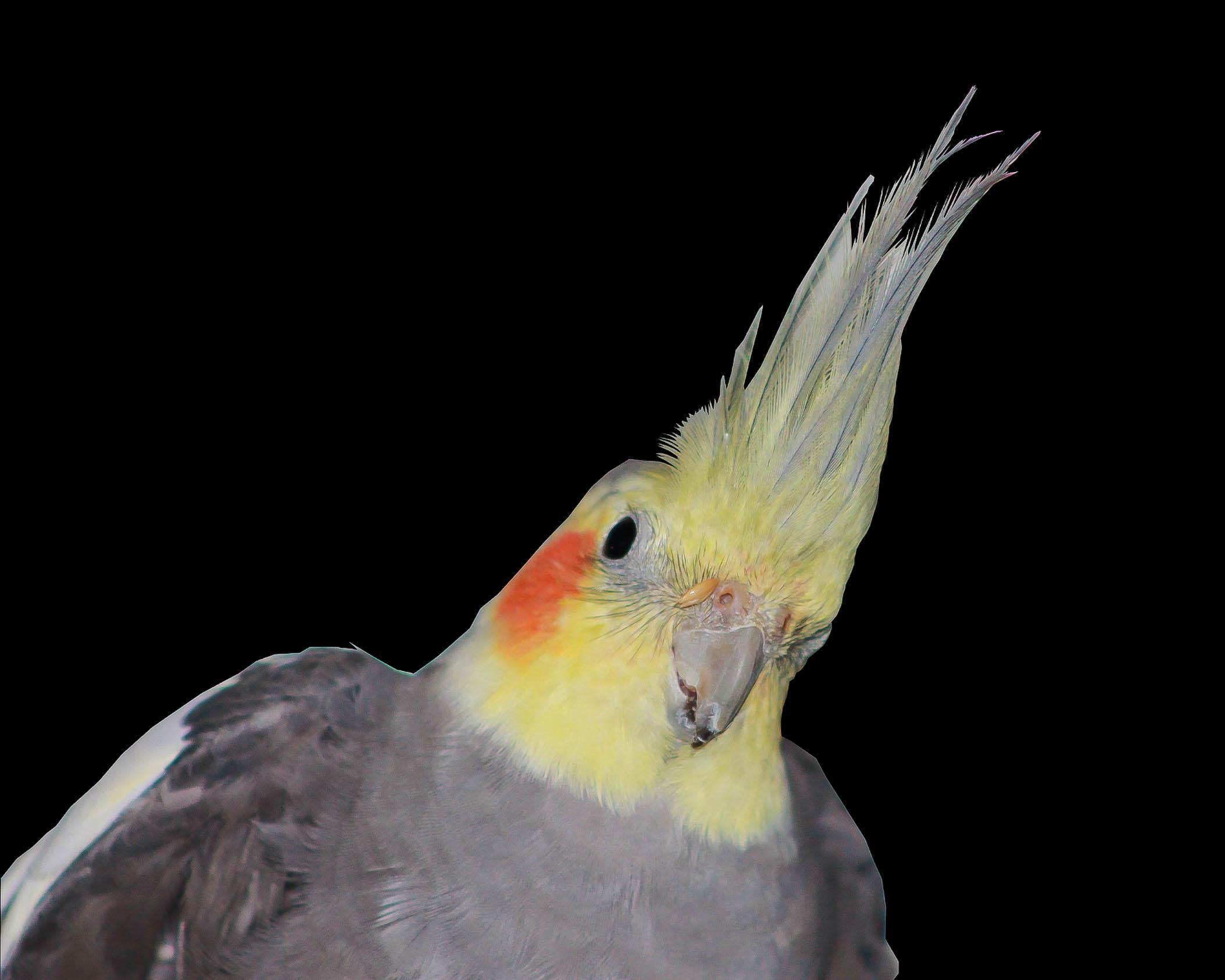 Cockatiel Desktop Wallpapers - Wallpaper Cave