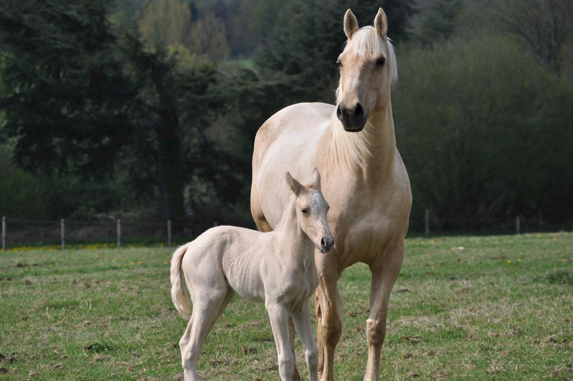 Mare And Foal Wallpapers - Wallpaper Cave
