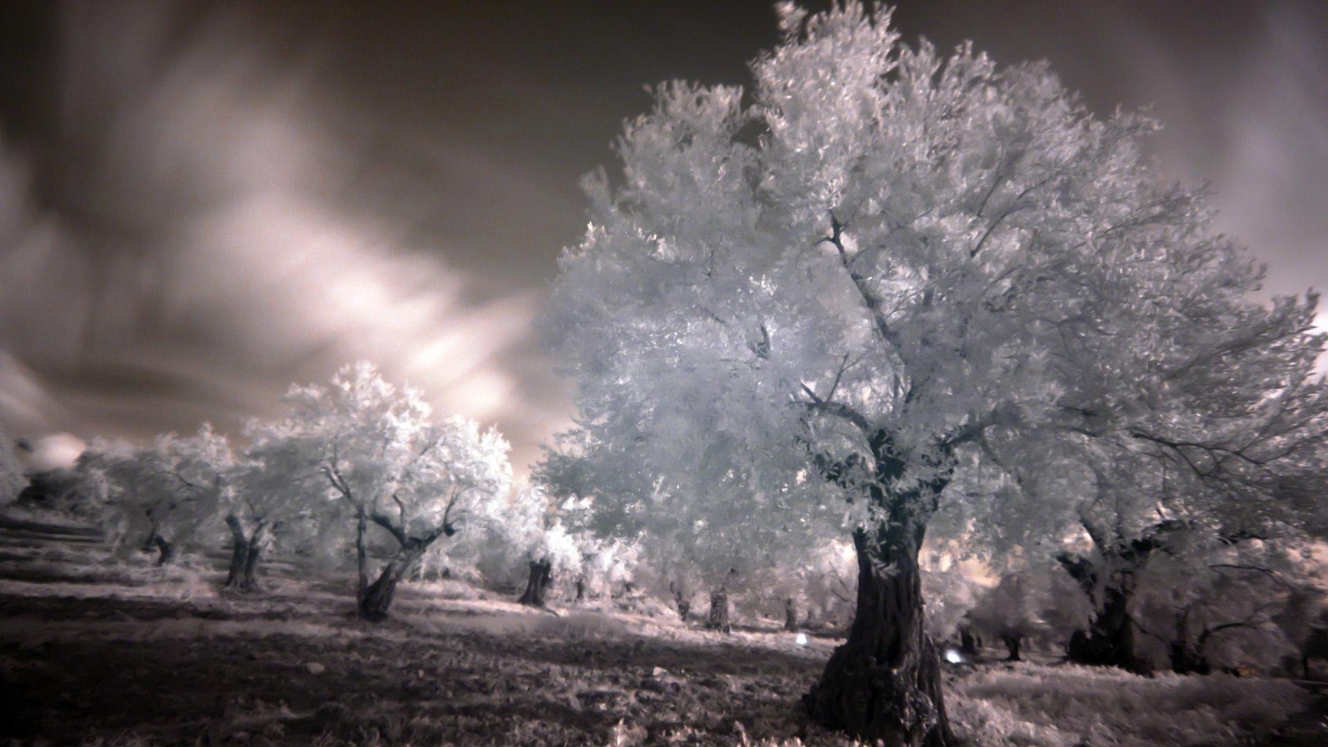 Infrared Winter Wallpapers - Wallpaper Cave