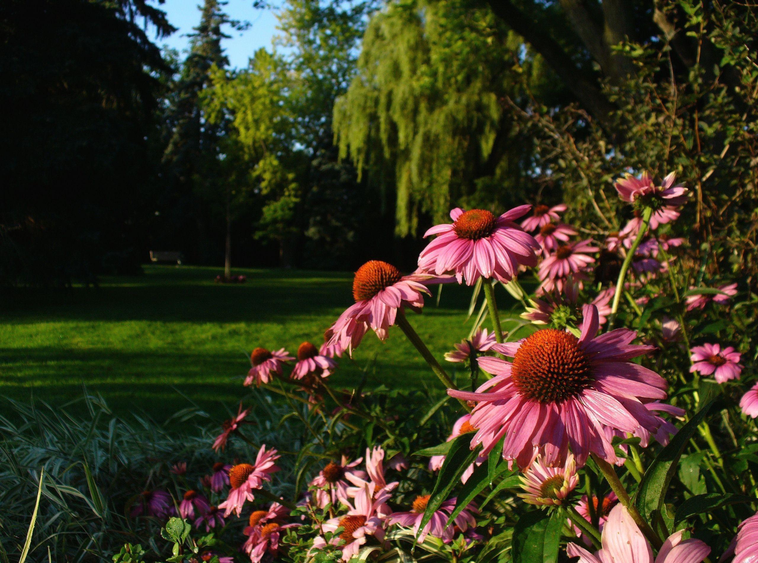 Green Coneflowers Wallpapers - Wallpaper Cave