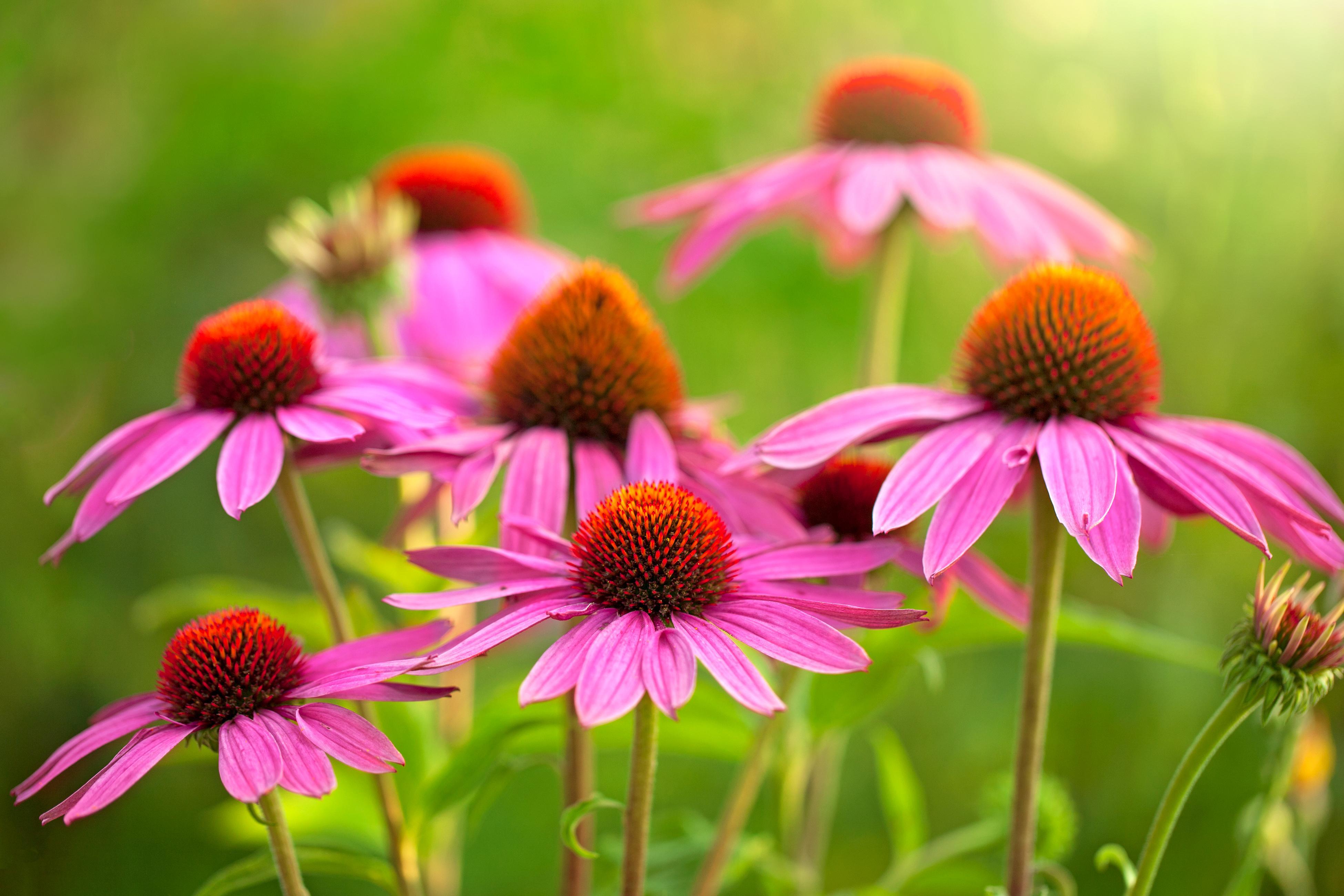 Green Coneflowers Wallpapers - Wallpaper Cave