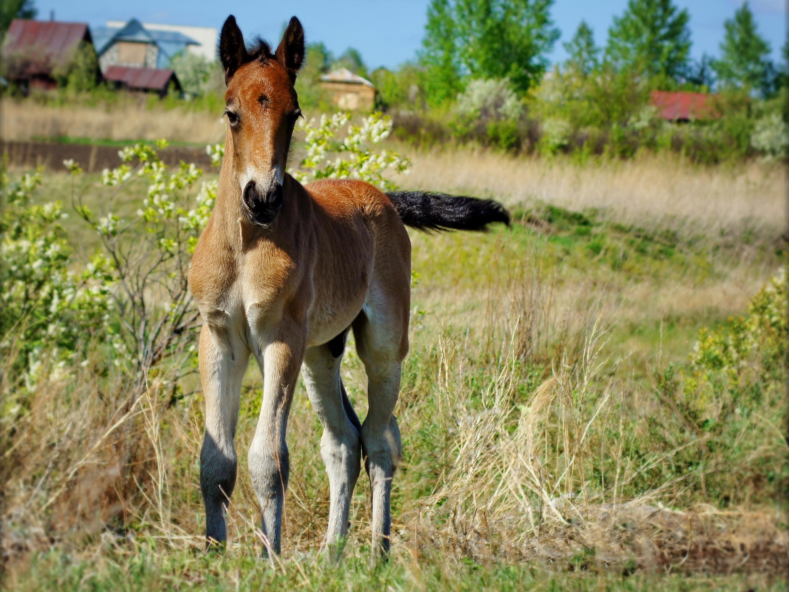 Baby Foals Wallpapers - Wallpaper Cave