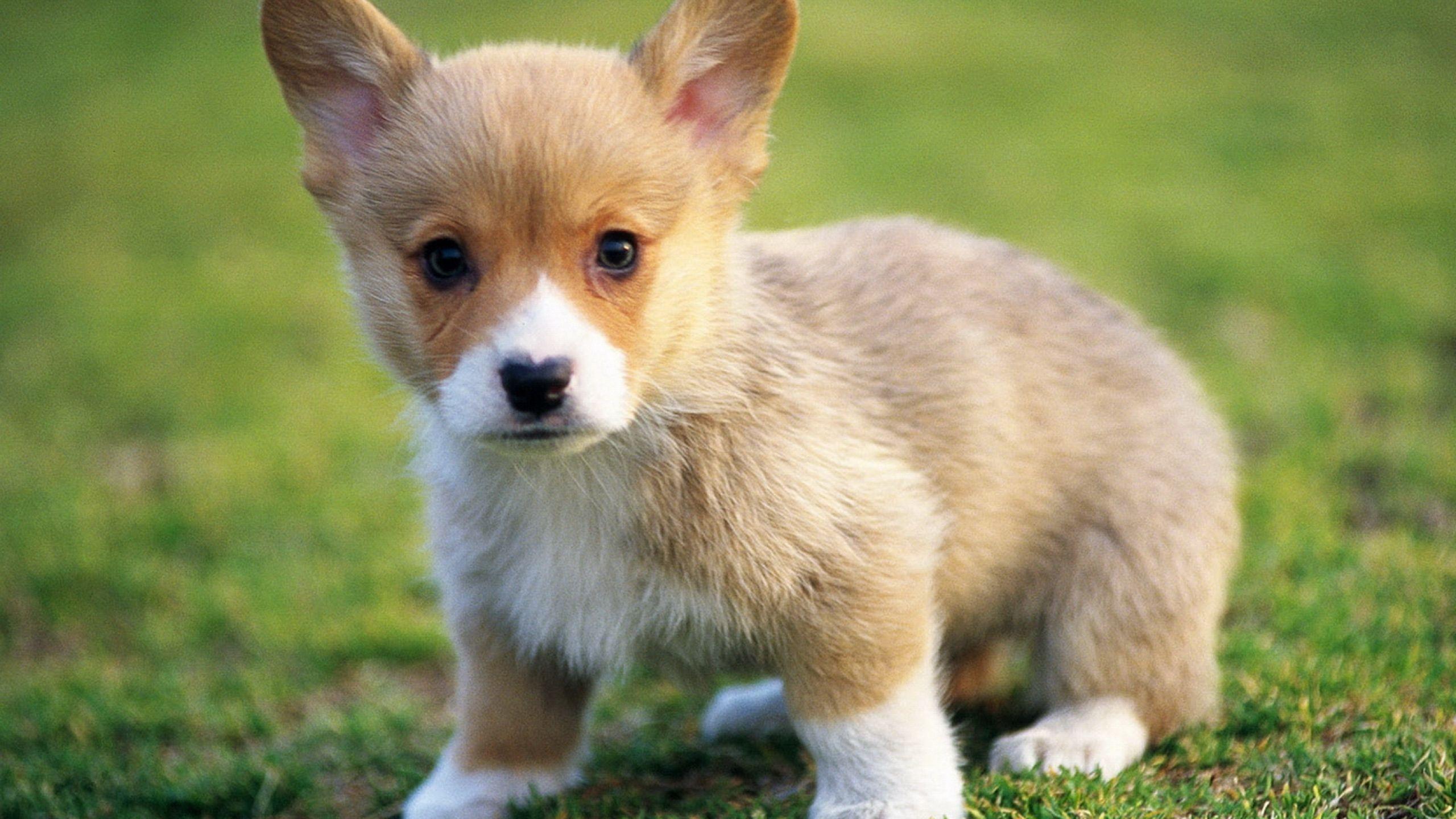 Small Cute Dogs Wallpapers - Wallpaper Cave