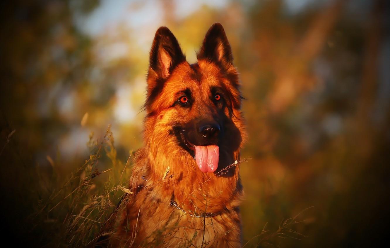 Fall German Shepherd Wallpapers - Wallpaper Cave