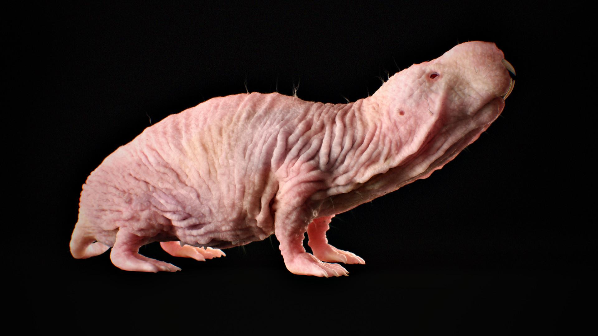 Naked Mole-rat Wallpapers - Wallpaper Cave