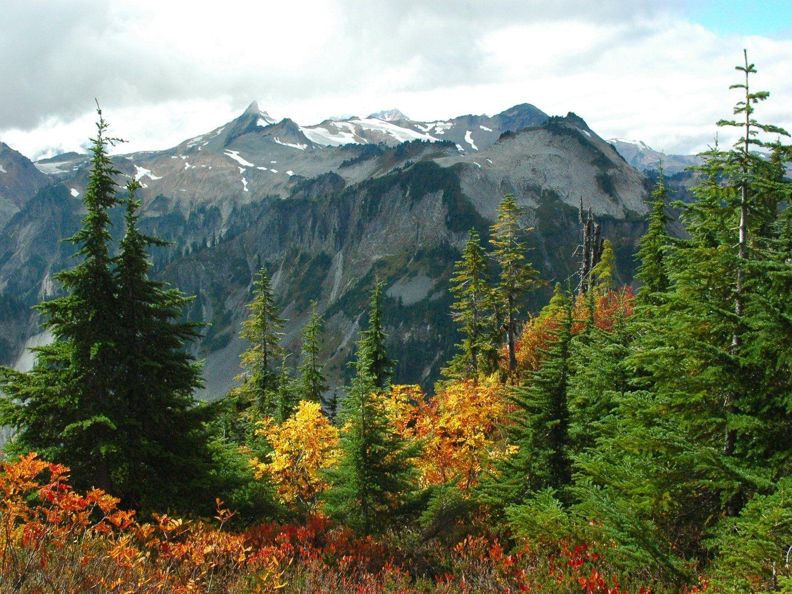 Forest Landscape Wallpapers - Wallpaper Cave