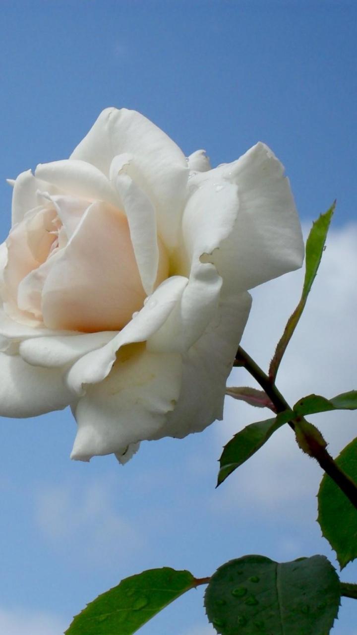 Flora White Wallpapers - Wallpaper Cave