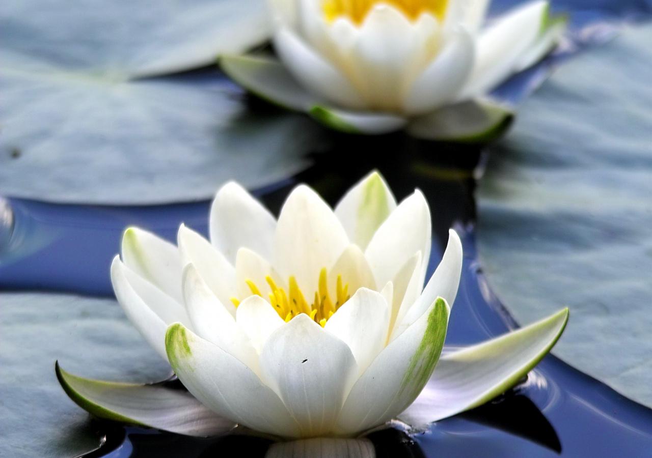 Flora White Wallpapers - Wallpaper Cave