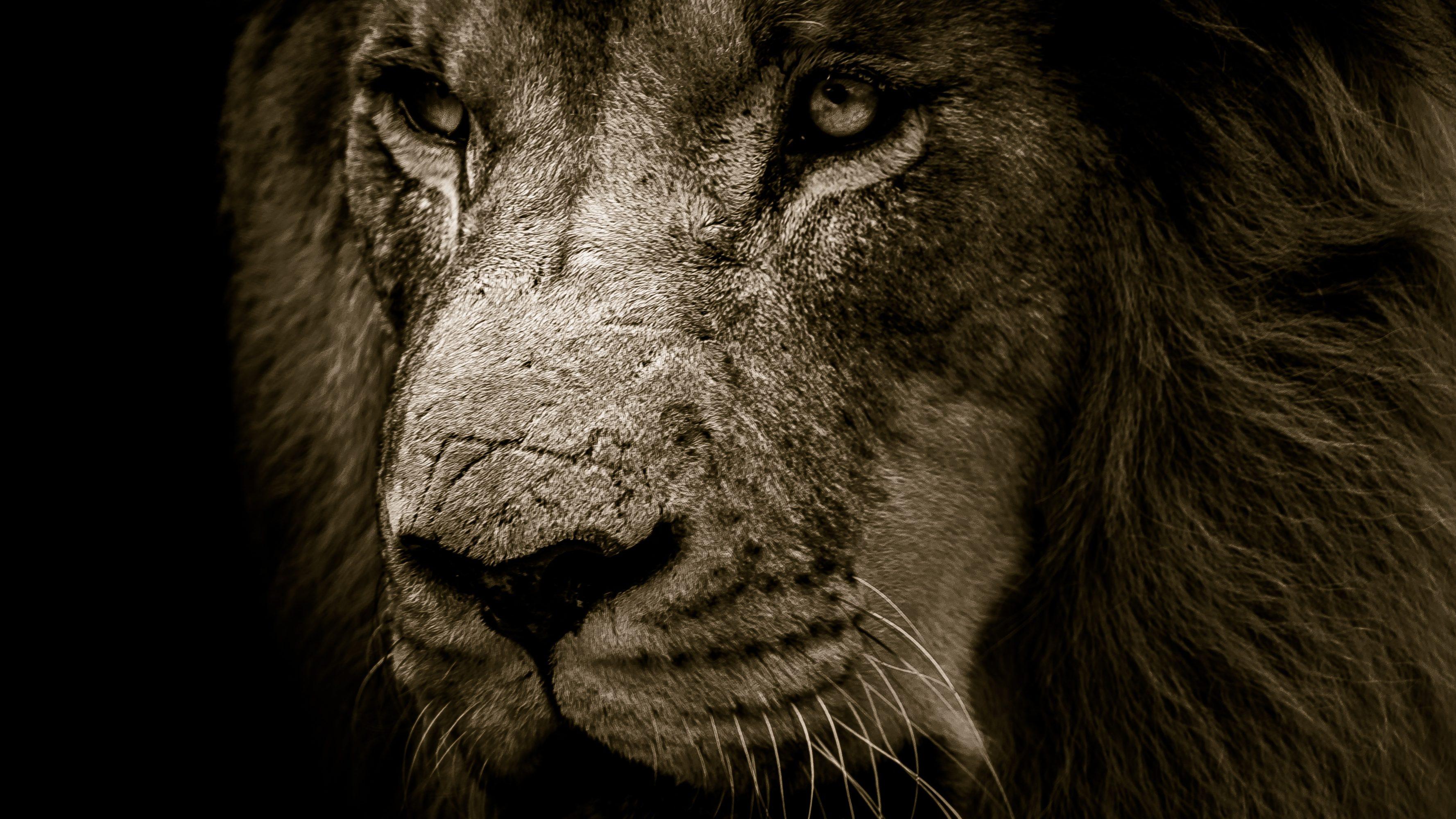Lion Face Wallpapers - Wallpaper Cave