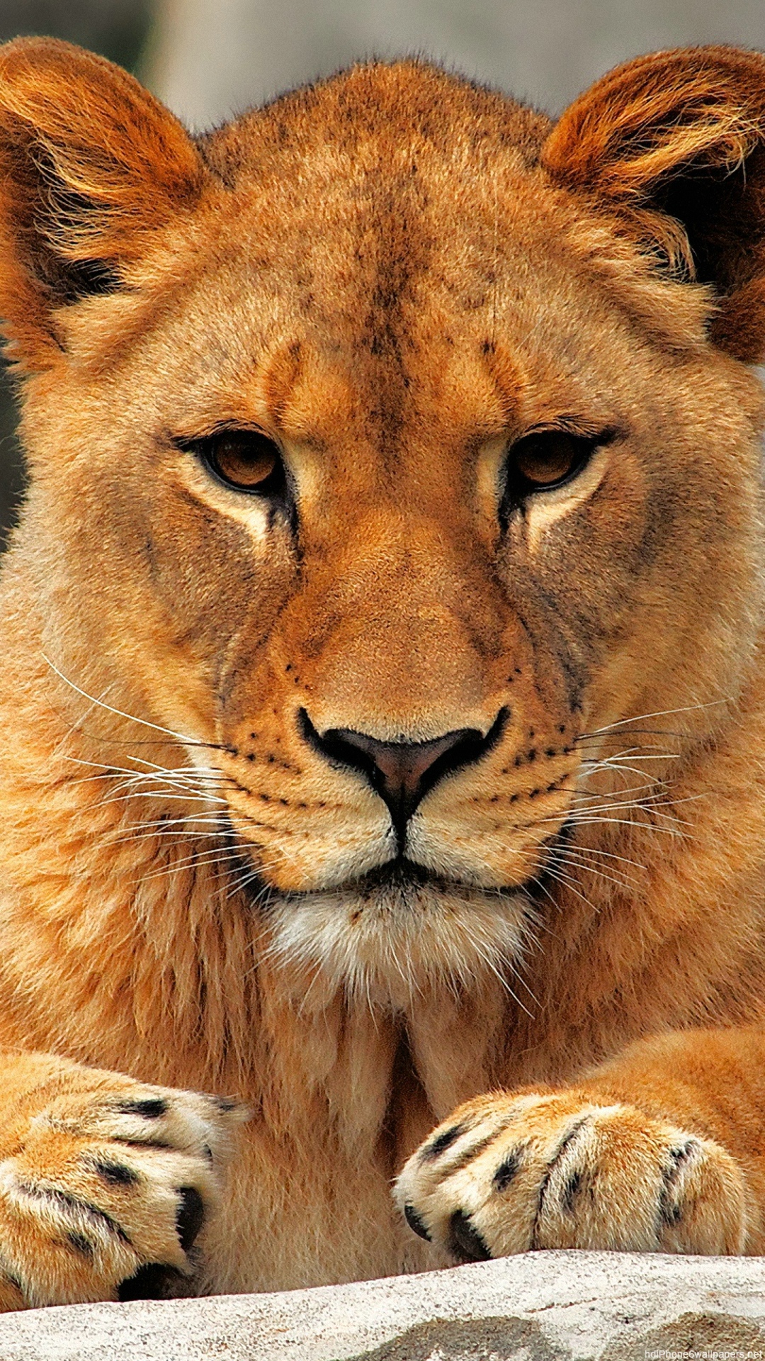 Lion HD Face iPhone Wallpapers - Wallpaper Cave