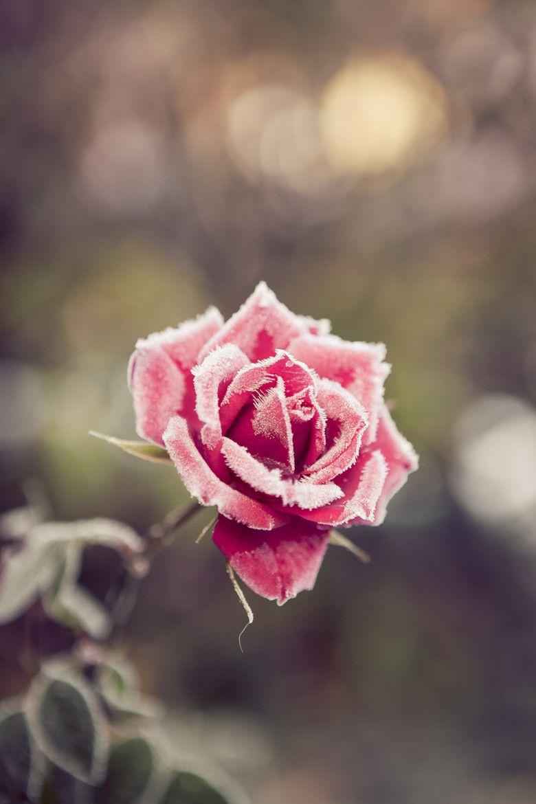 Frozen Rose Wallpapers - Wallpaper Cave