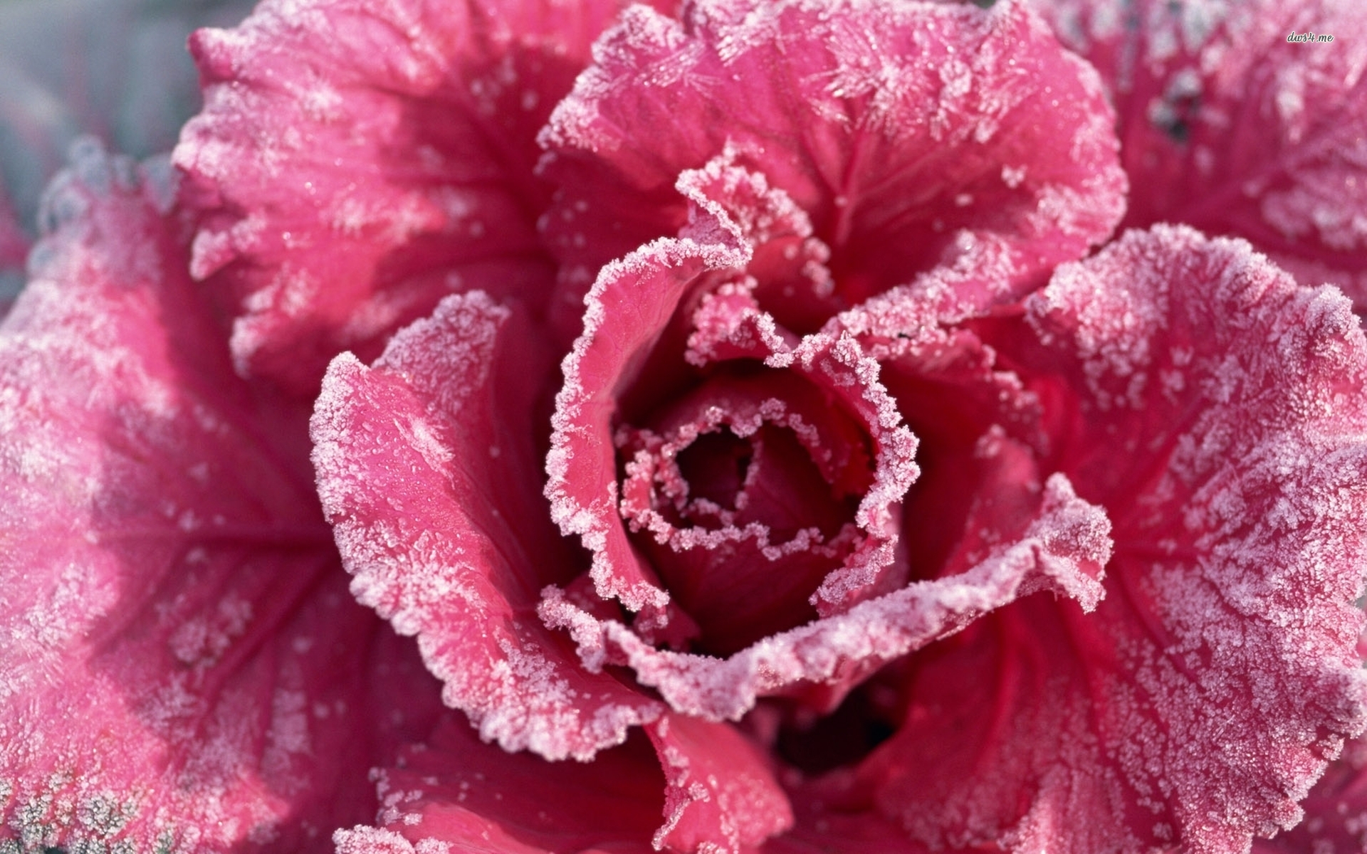 Frozen Rose Wallpapers - Wallpaper Cave