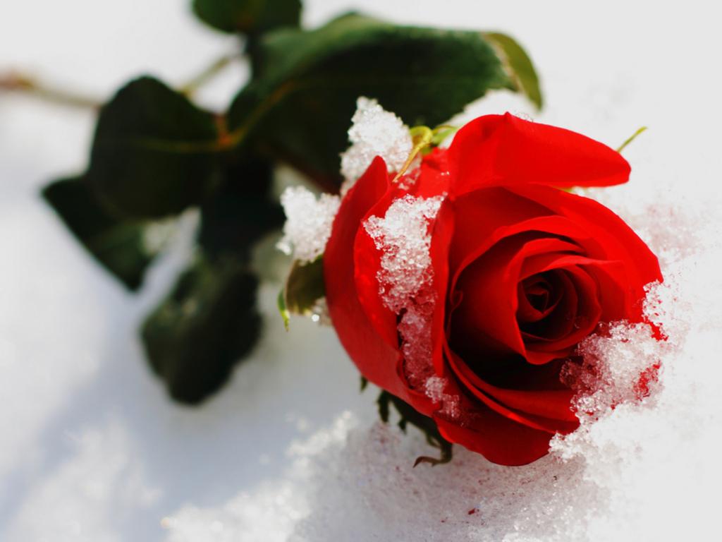 Frozen Rose Wallpapers - Wallpaper Cave