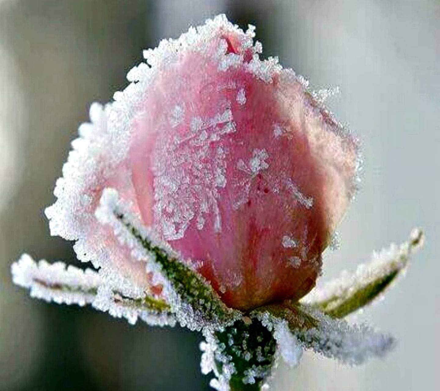 Frozen Rose Wallpapers - Wallpaper Cave