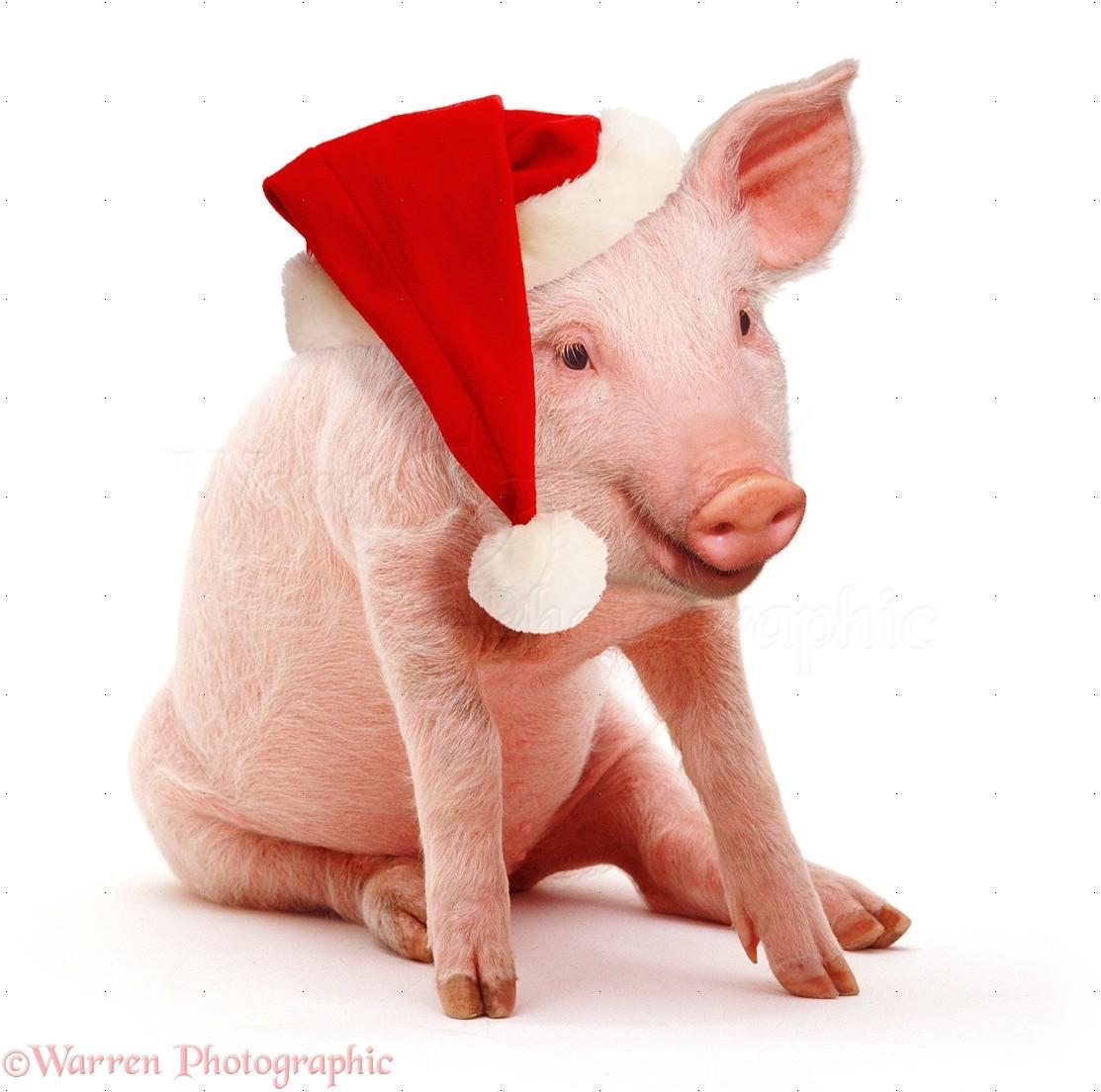 Mini Pig Christmas Wallpapers - Wallpaper Cave