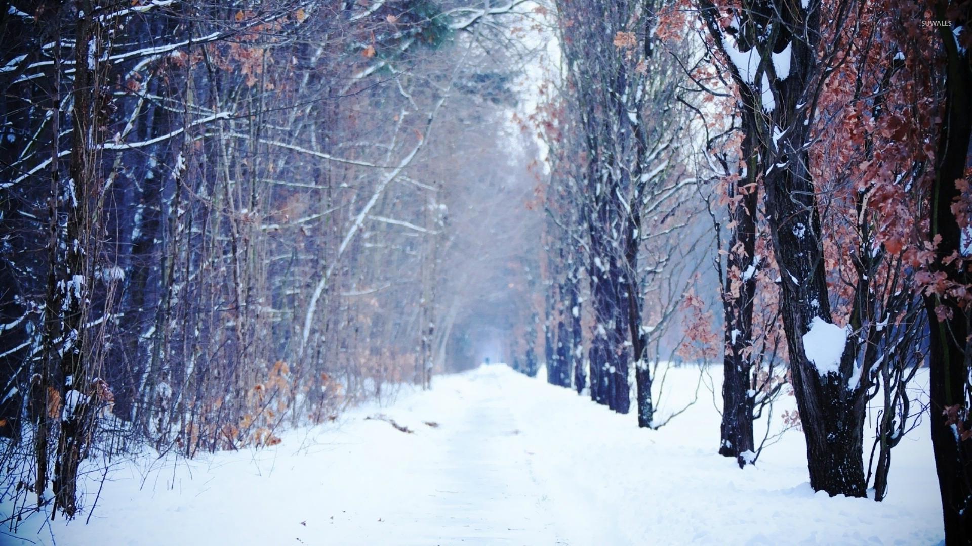 Winter Path Wallpapers - Wallpaper Cave