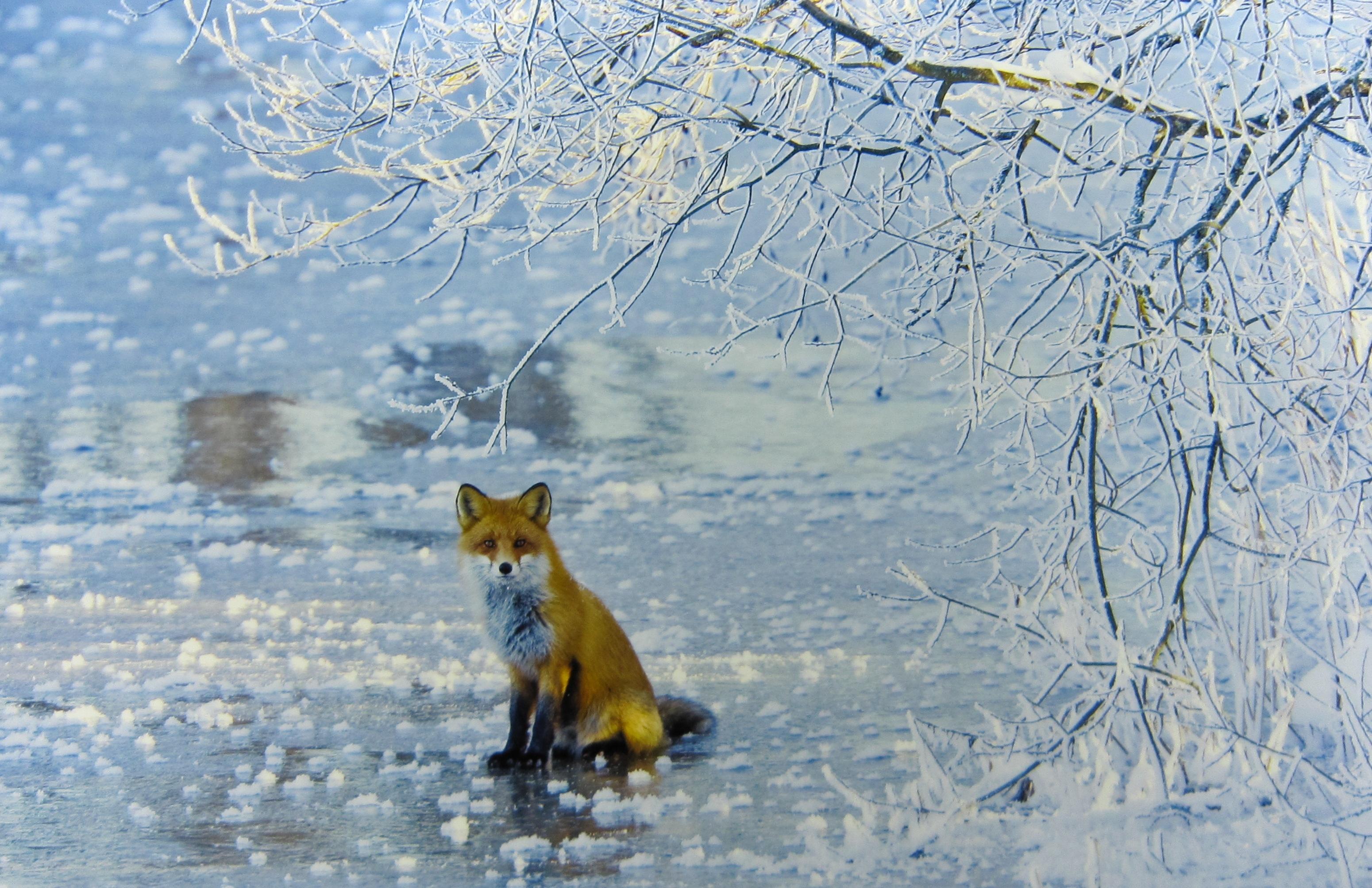 Animals In Winter Wallpapers Wallpaper Cave Animals In Winter Wallpapers Wallpaper Cave