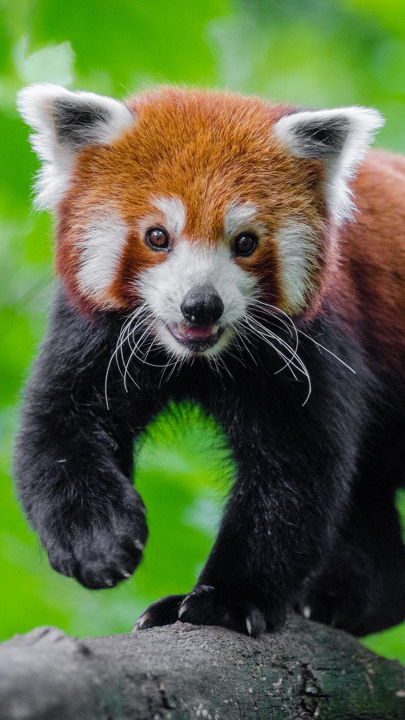 Red Panda Patterns Wallpapers - Wallpaper Cave
