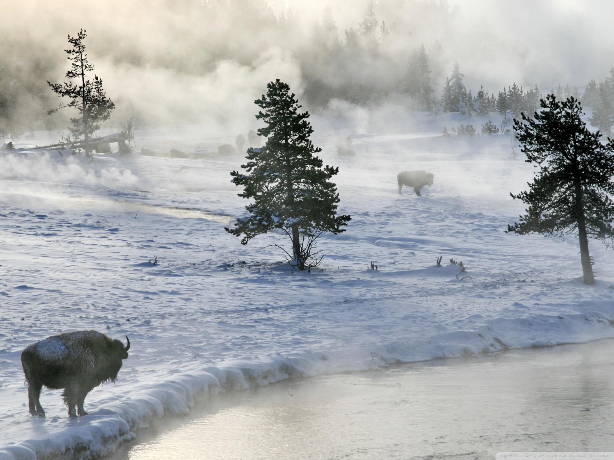 Winter Bison Wallpapers - Wallpaper Cave