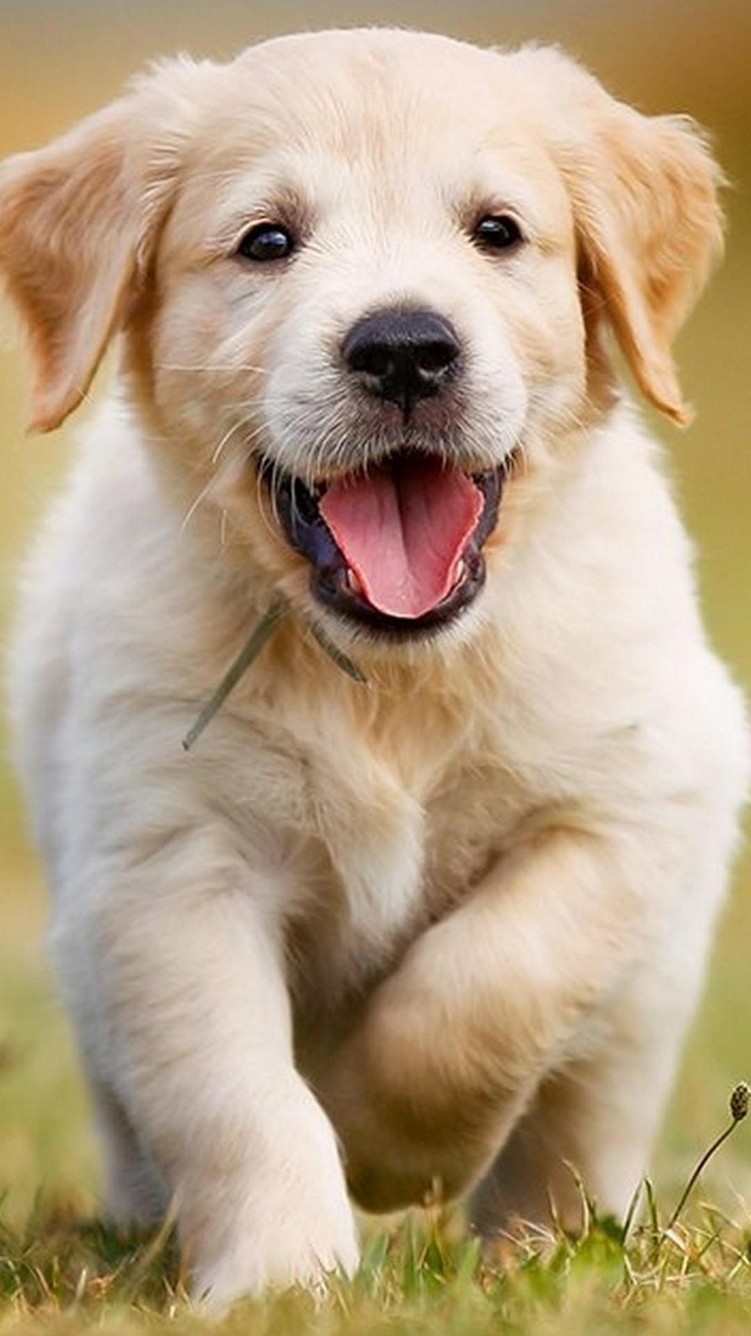 Cute Puppies Phone Wallpapers Wallpaper Cave Cute Puppies Phone Wallpapers Wallpaper Cave
