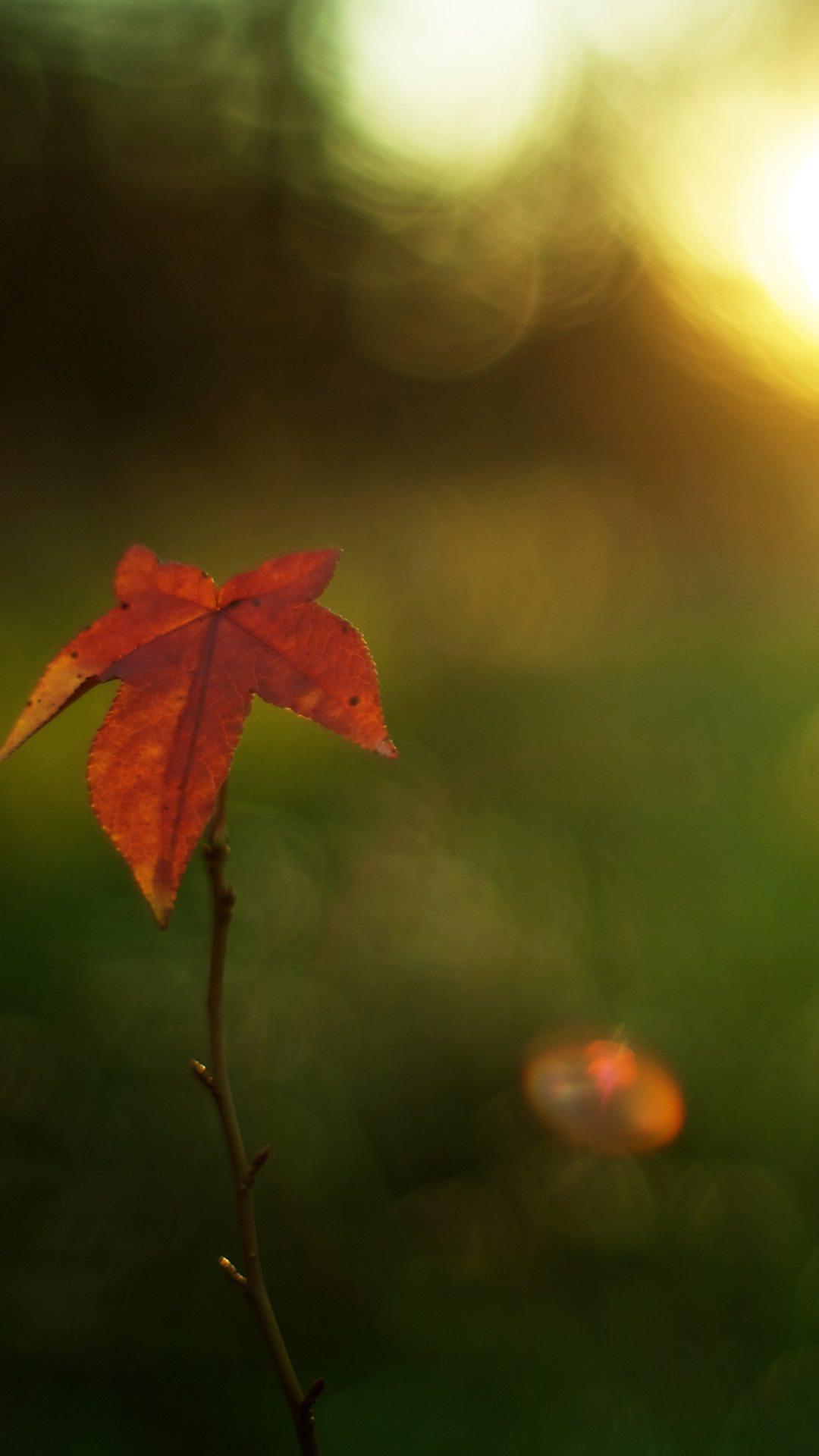 Android Brown Leaves Wallpapers - Wallpaper Cave