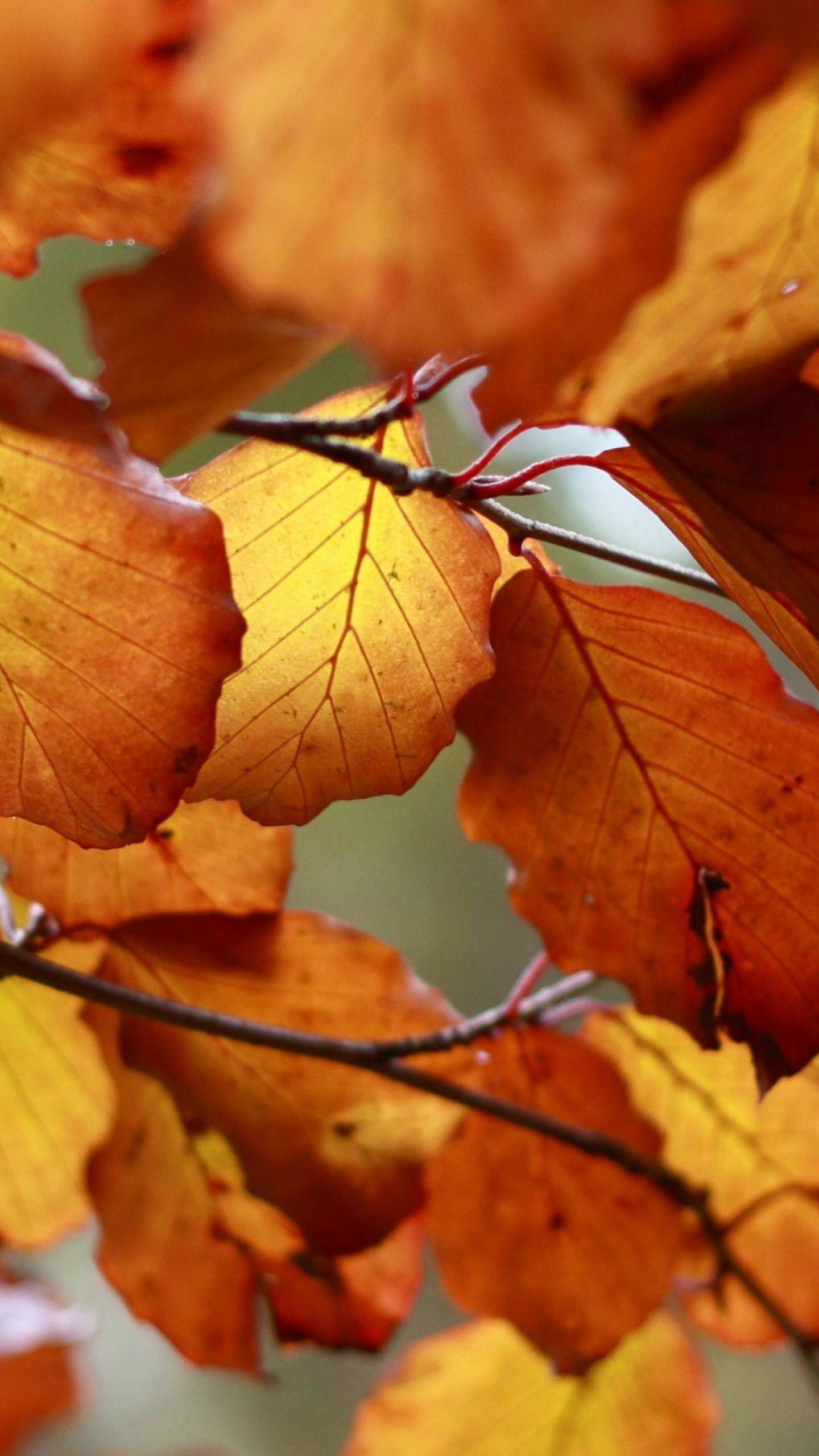 Android Brown Leaves Wallpapers - Wallpaper Cave