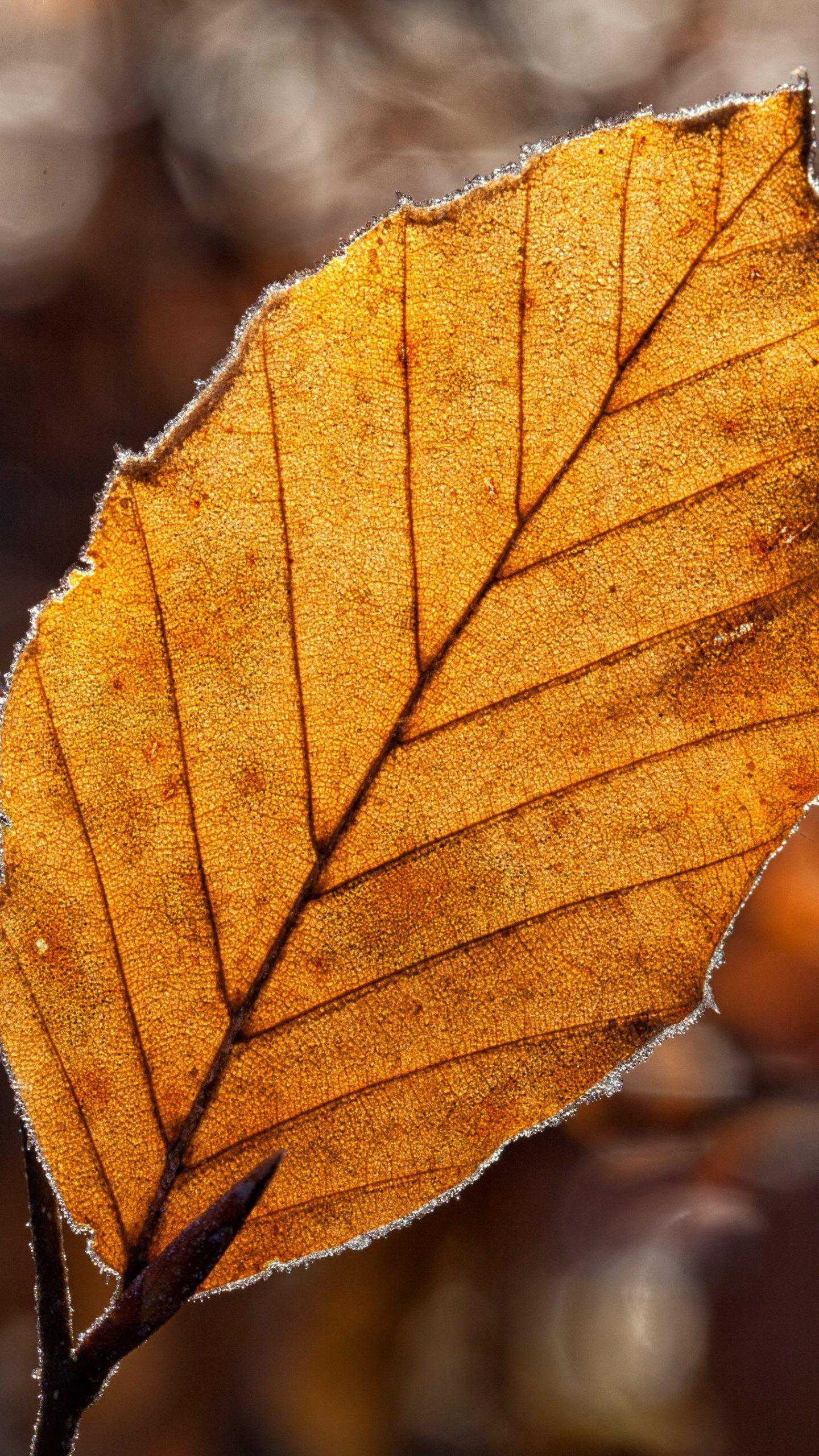Android Brown Leaves Wallpapers - Wallpaper Cave